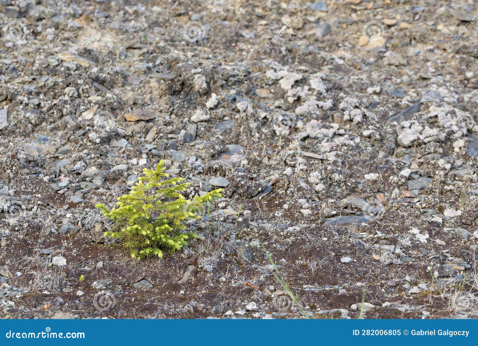 Young Spruce Tree Growing in Dry Rocky Ground Stock Image - Image of ...