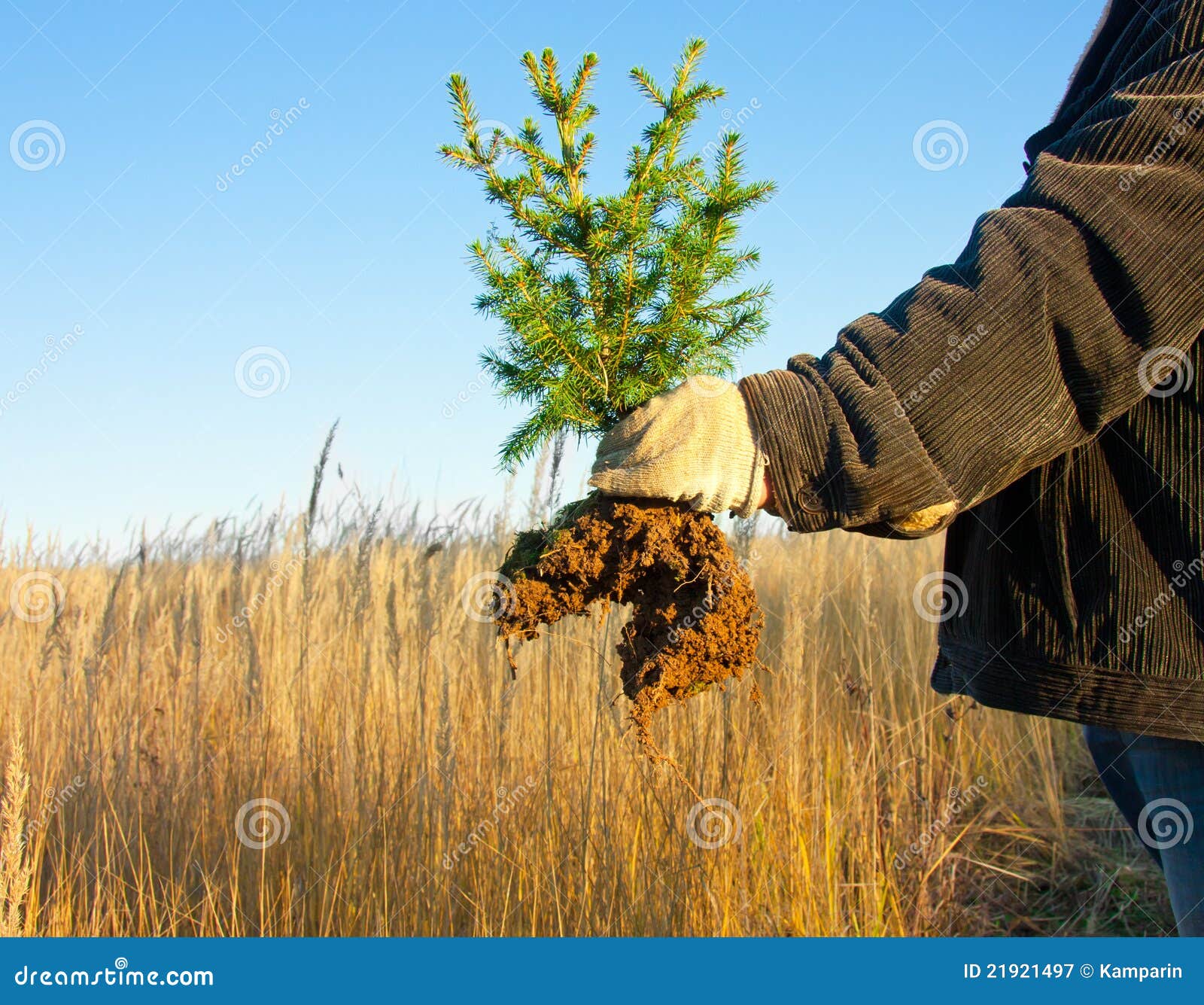 Young Spruce Tree in hand stock image. Image of hand - 21921497