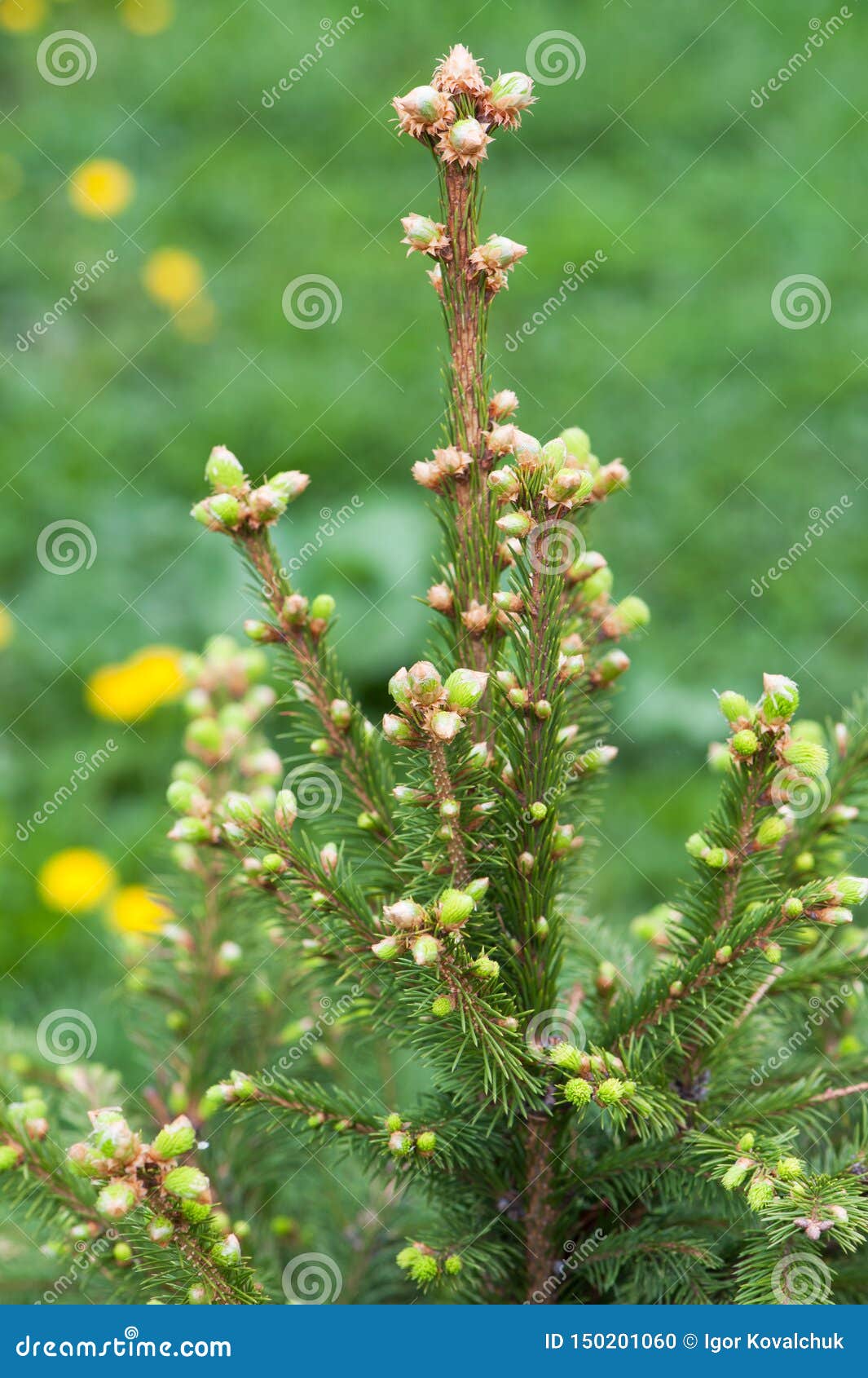 Young spruce tree stock photo. Image of branch, beauty - 150201060