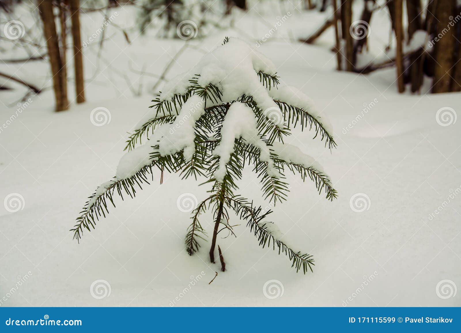 Young spruce tree stock image. Image of beauty, park - 171115599
