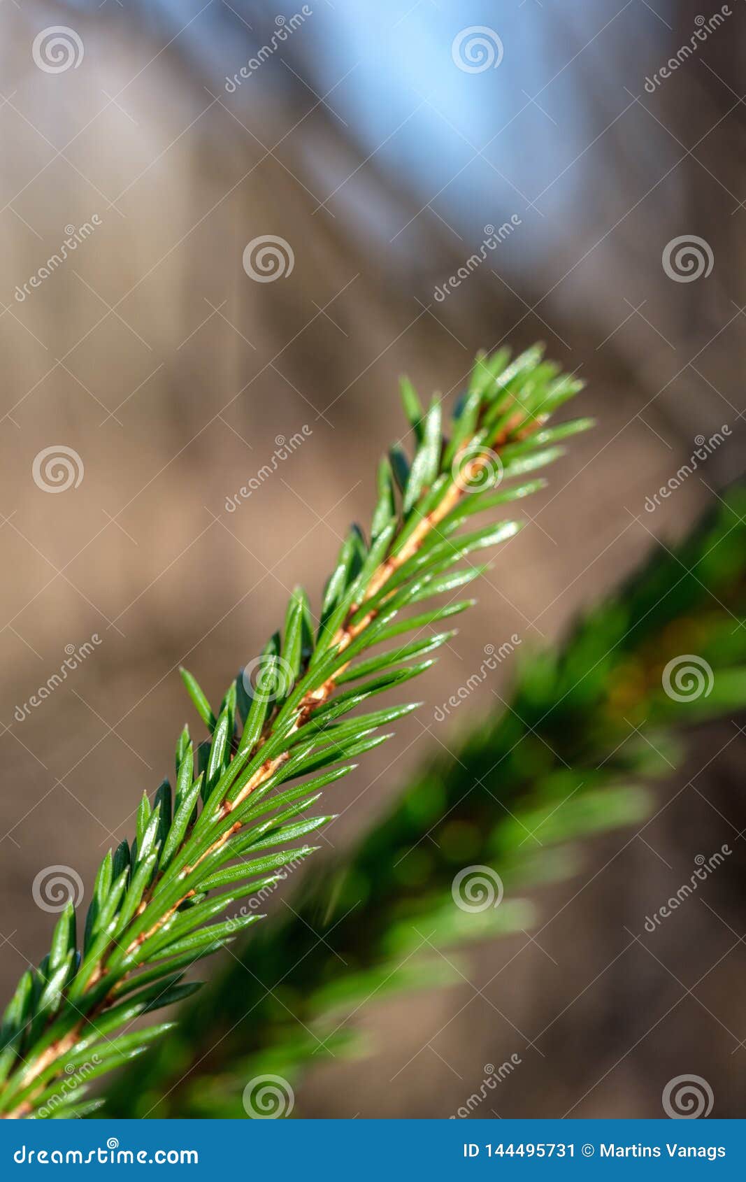 Young Spruce Tree in Spring Day on Blur Background Stock Image - Image ...