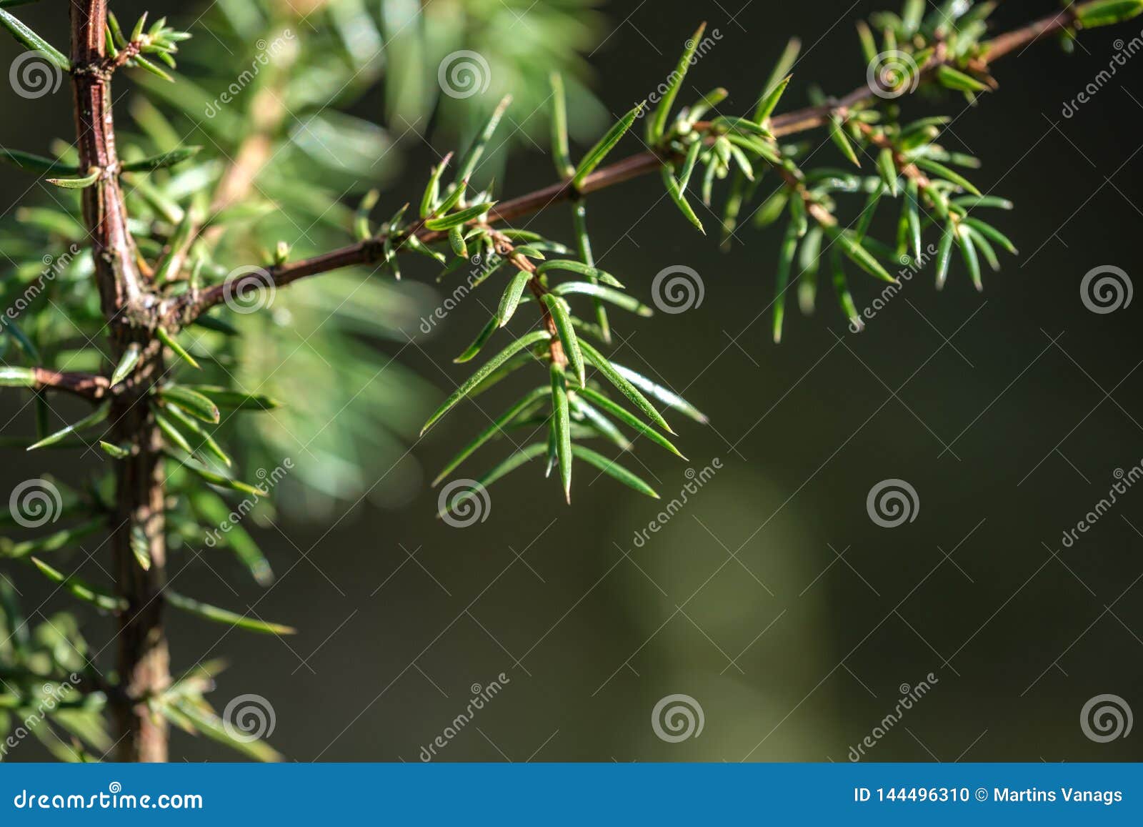 Young Spruce Tree in Spring Day on Blur Background Stock Photo - Image ...
