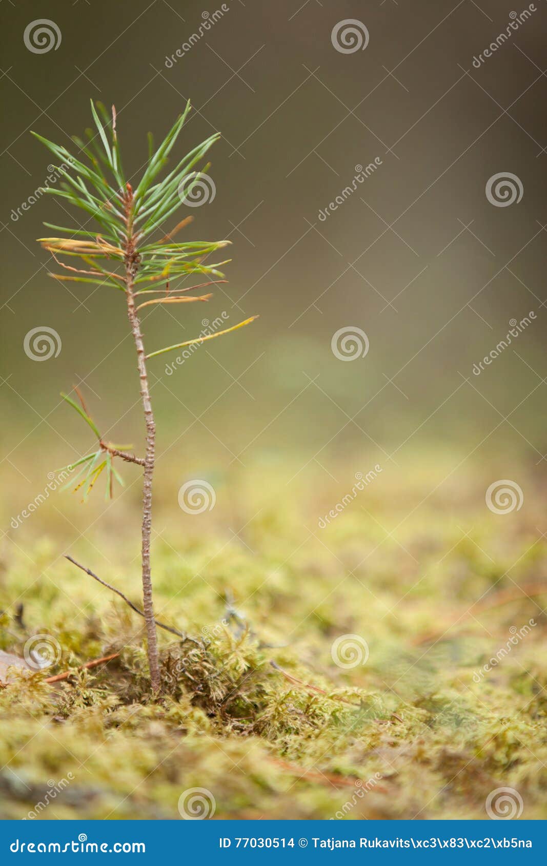 Young Spruce Tree Sprout in Moss Stock Photo - Image of branch, life ...
