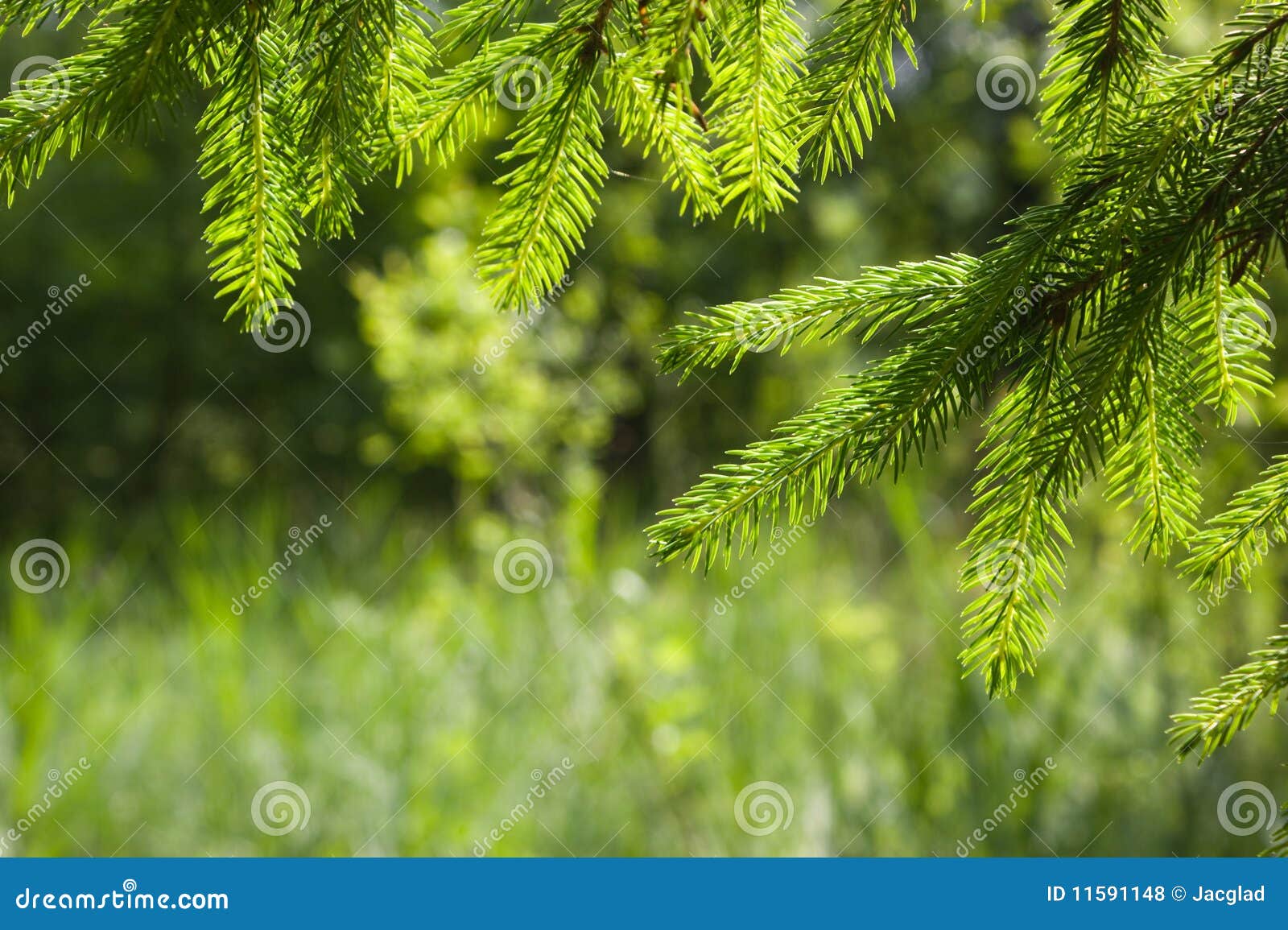 Young spruce twigs stock photo. Image of spring, close - 11591148