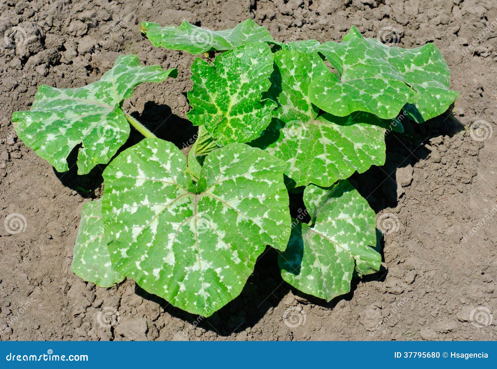 Young squash plant stock photo. Image of background, fresh - 37795680