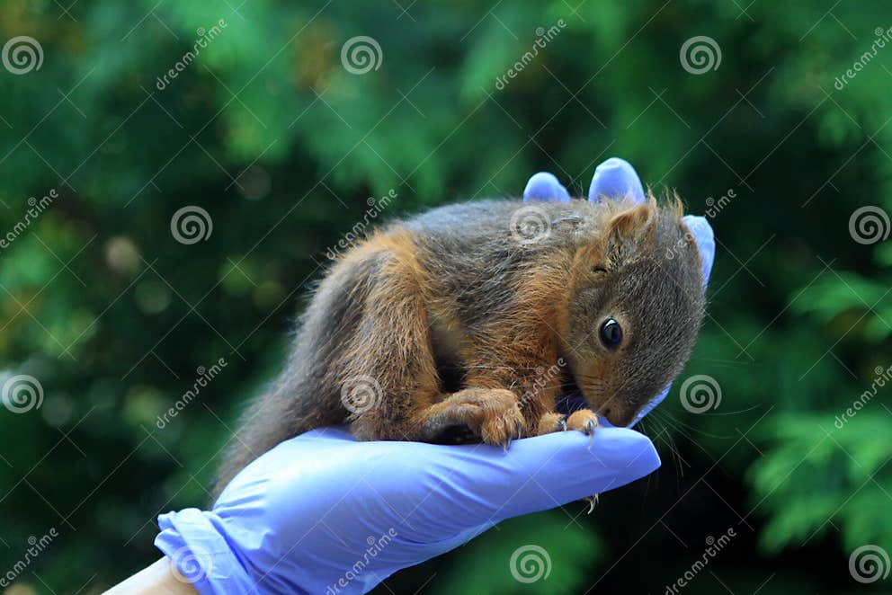 Young squirrel stock photo. Image of wild, weariness - 27018914