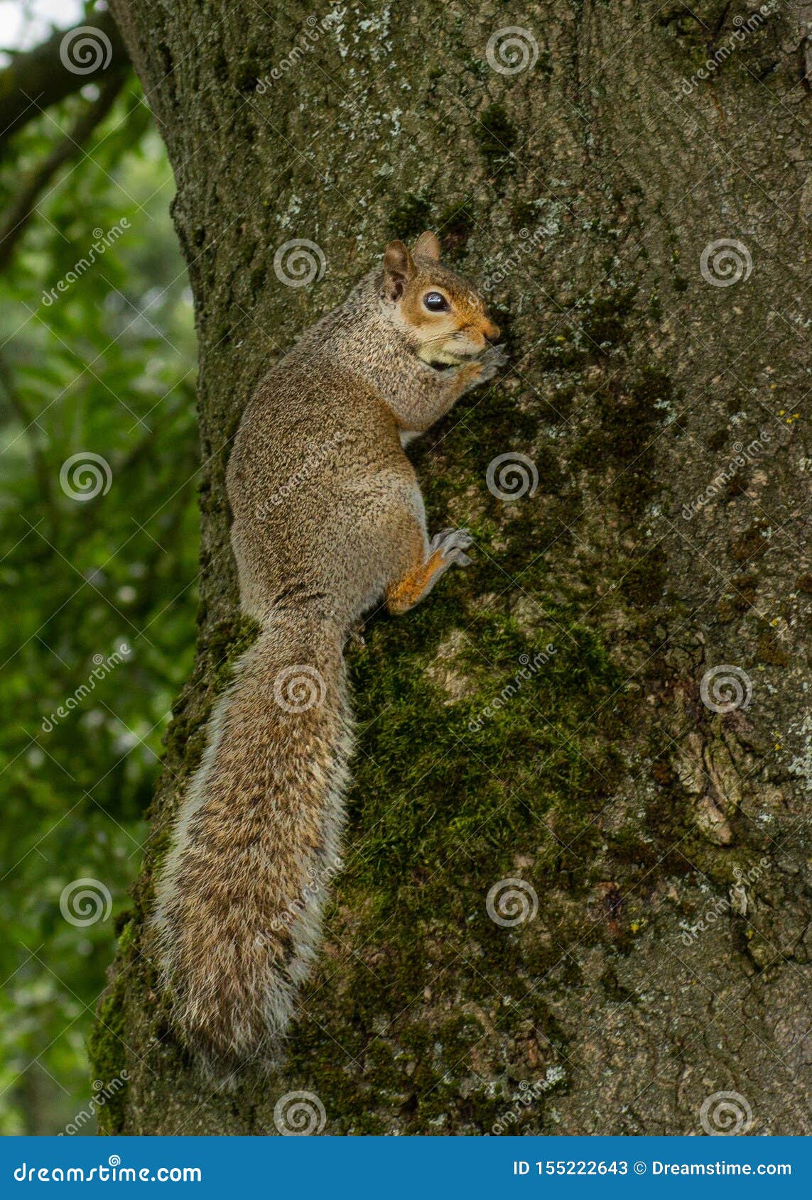 Young Squirrel Checking for Danger Stock Image - Image of squirrels ...