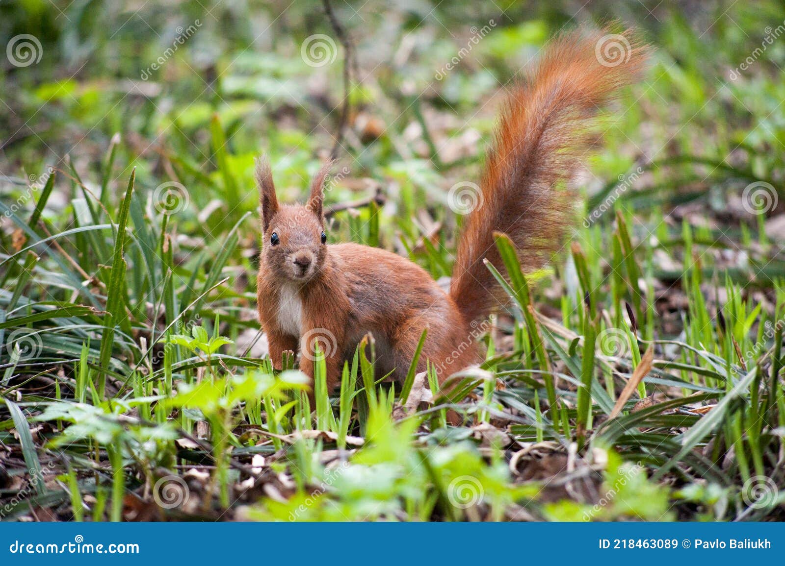 Squirrel with a Fluffy Tail Looks Wary Stock Image - Image of branch ...