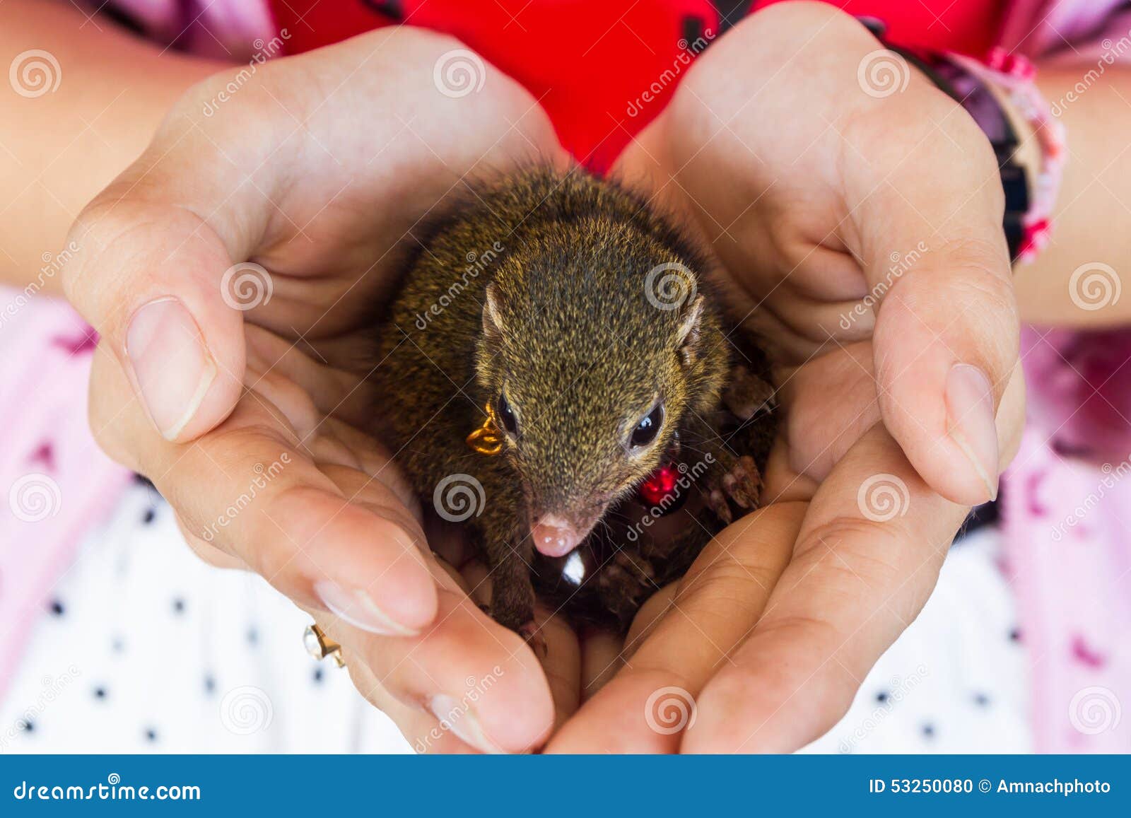Young Squirrel Holding on Hand. Stock Photo - Image of rodent, fine ...