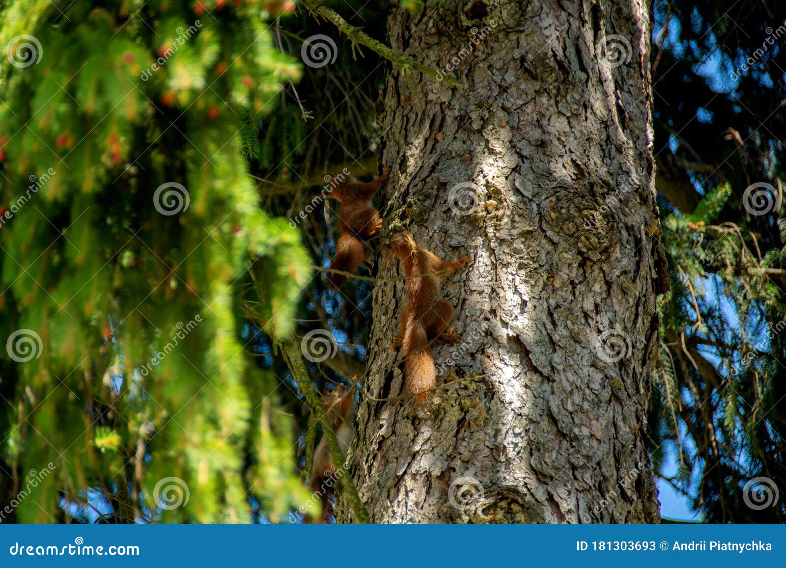 Young Squirrels Climbing on a Tree Stock Image - Image of outdoor, bird ...
