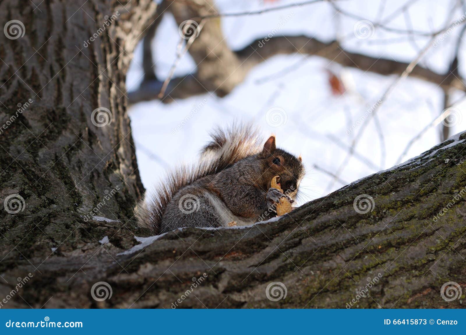 Young squirrels playing stock image. Image of natural - 66415873