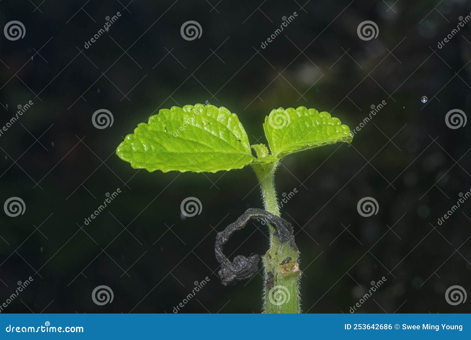 The Young Stachytarpheta Jamaicensis Shoot Leaves. Stock Photo - Image ...