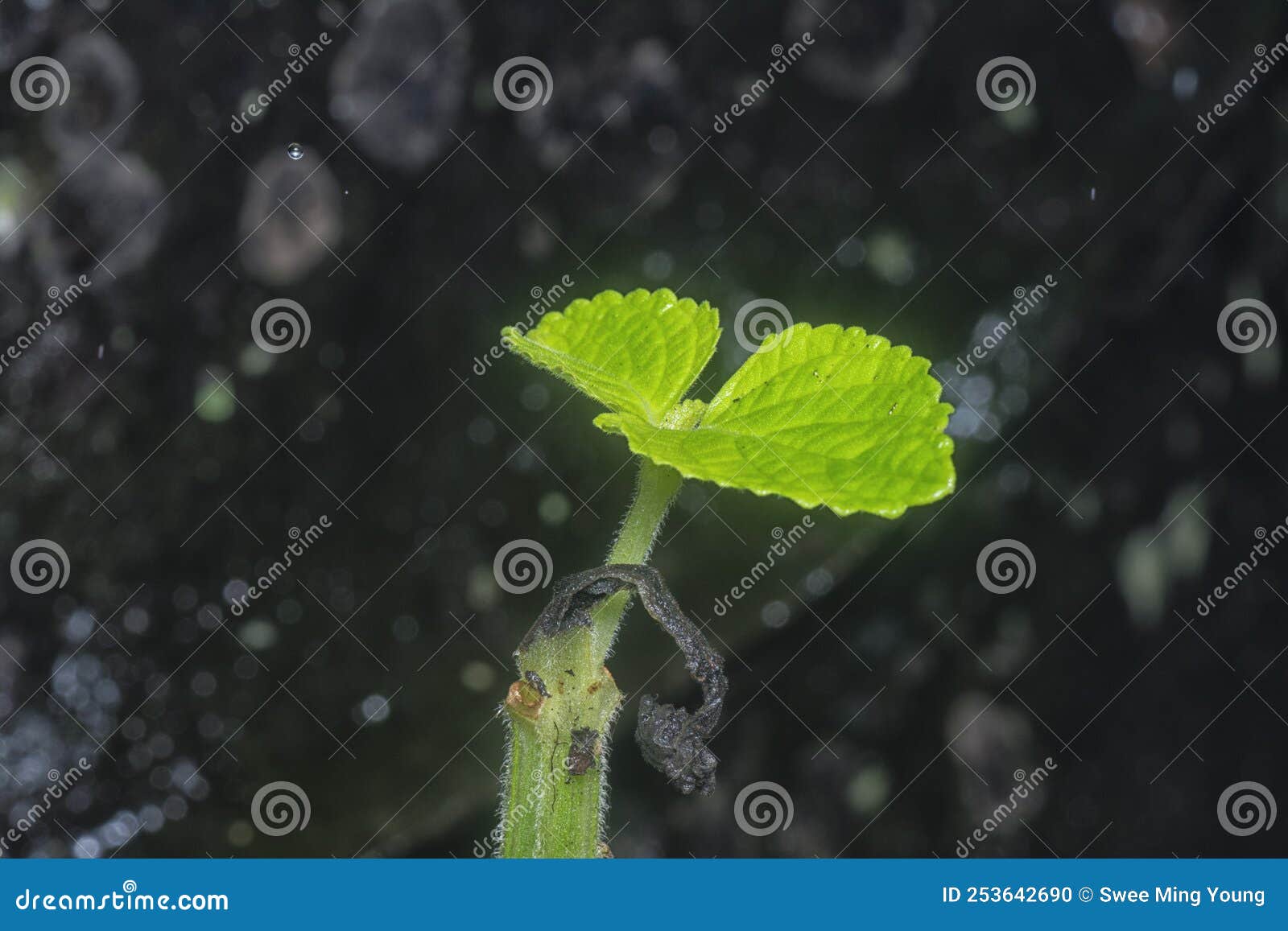 The Young Stachytarpheta Jamaicensis Shoot Leaves. Stock Photo - Image ...