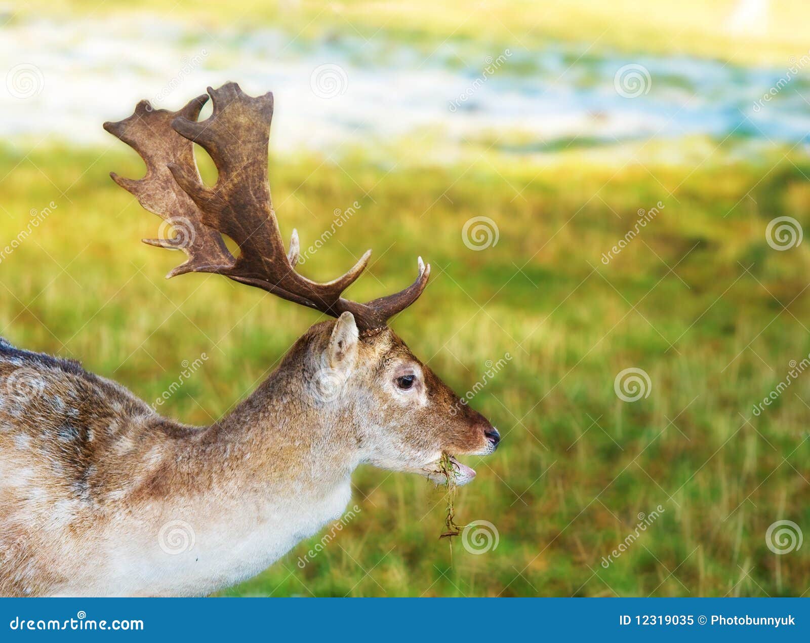 Young Stag stock image. Image of young, grazing, herbivore - 12319035