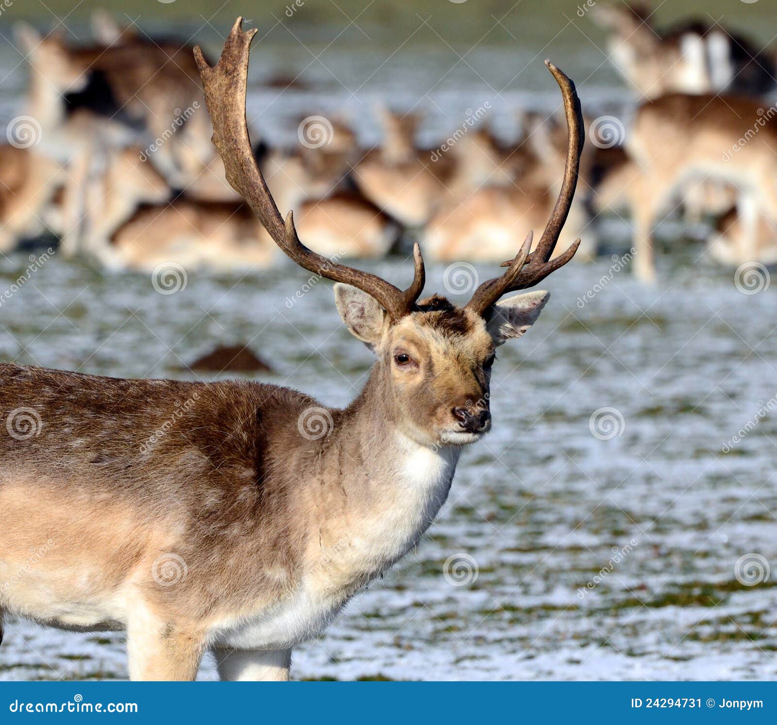 Young Stag stock image. Image of meadow, stag, antler - 24294731