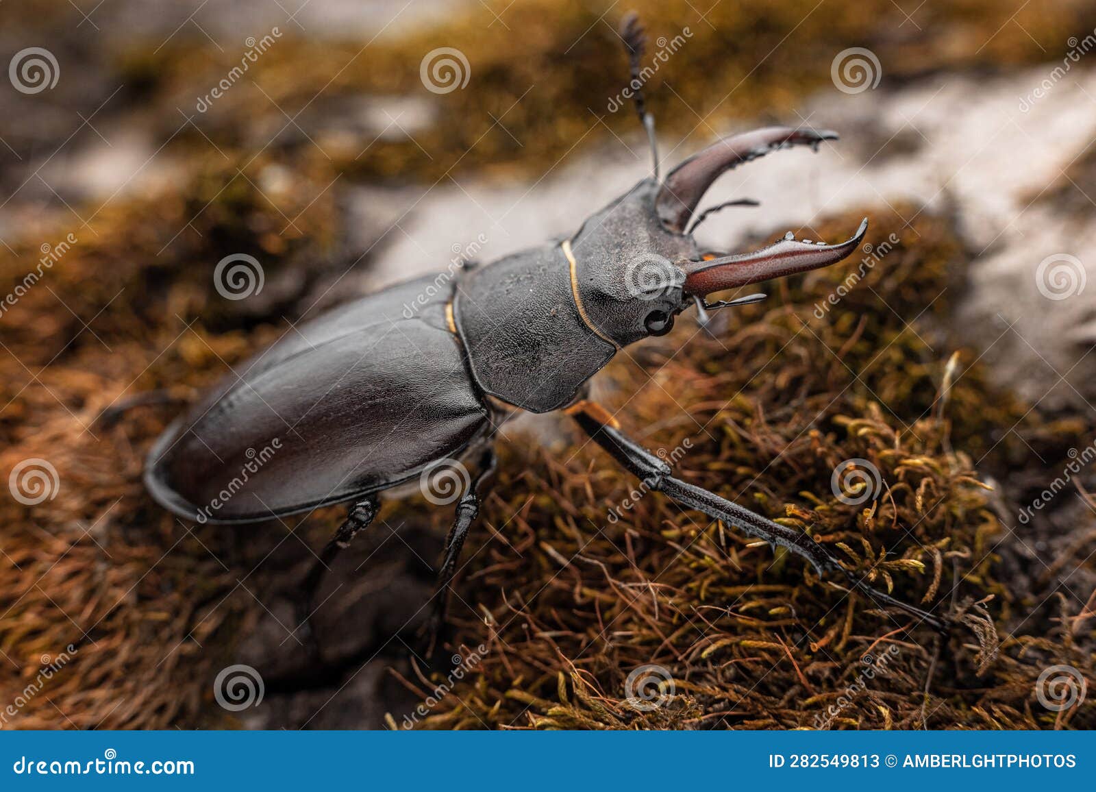 Young Stag Beetle on Tree Bark Stock Image - Image of tree, stag: 282549813
