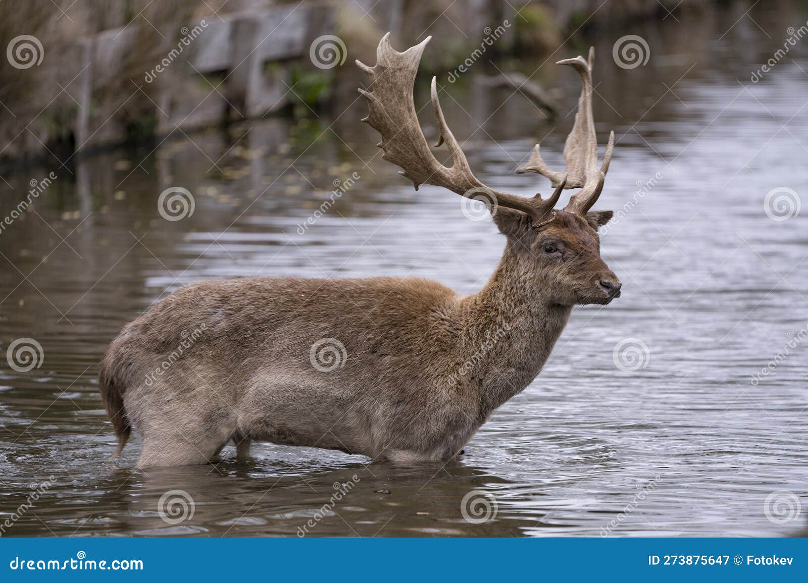 Young Stag Deer Braving the Cold Water Stock Image - Image of animal ...