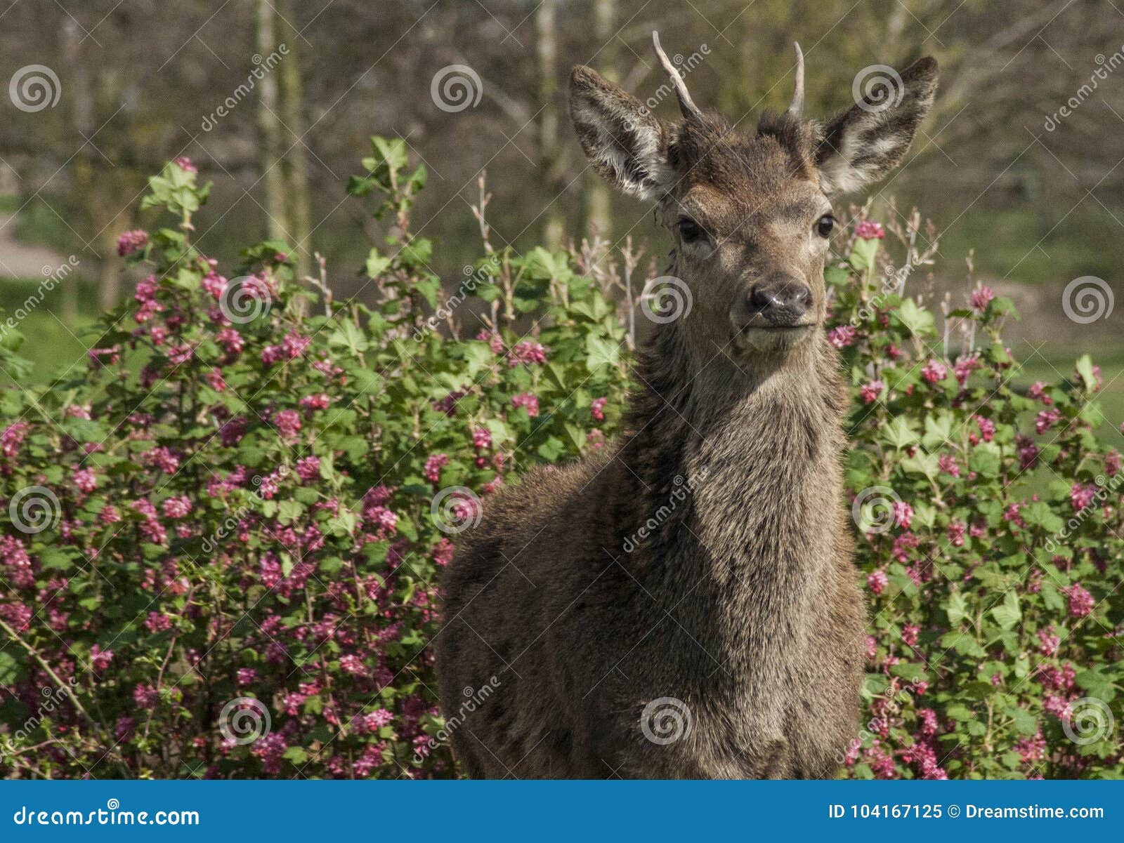 Young stag posing stock image. Image of chase, stag - 104167125