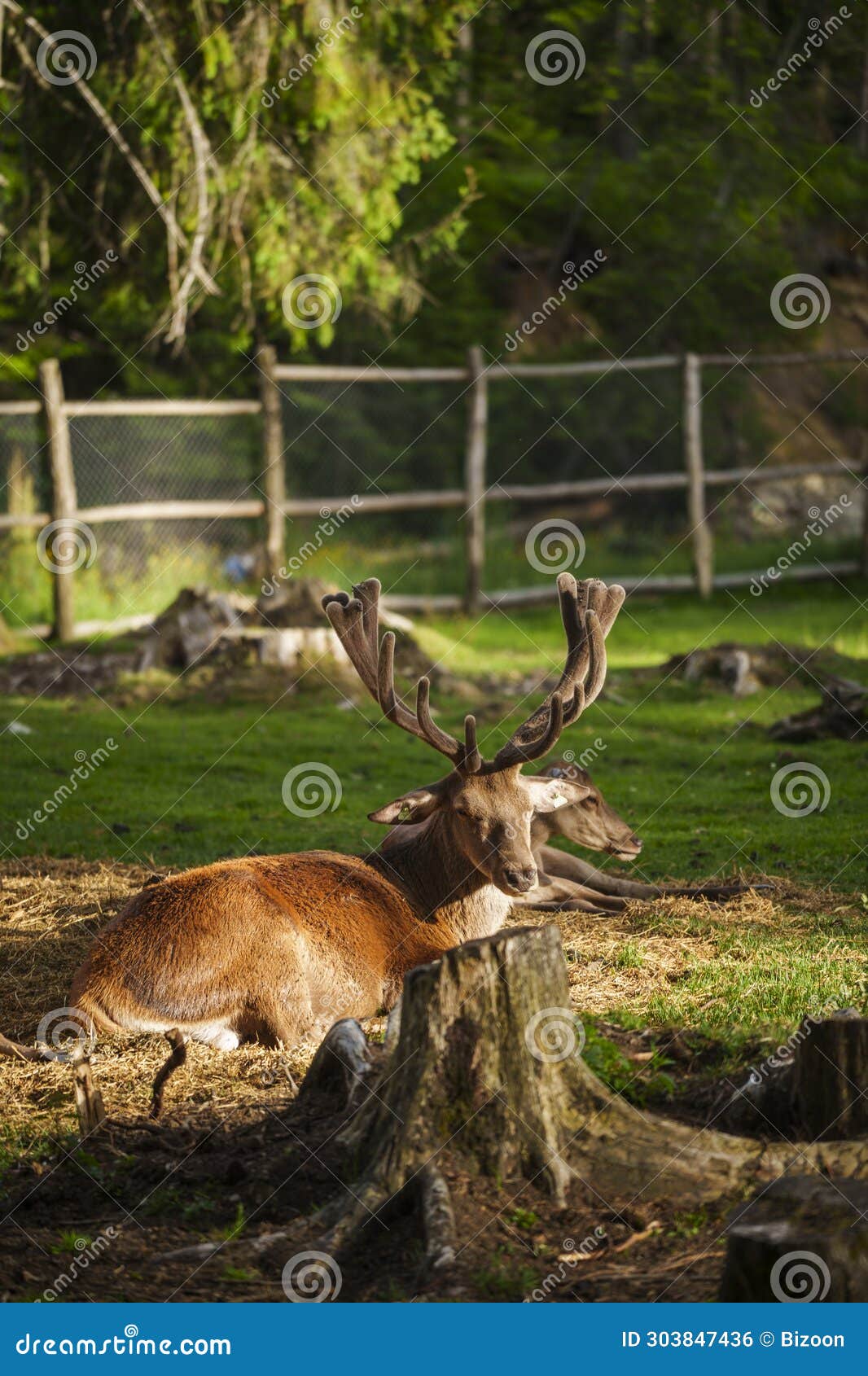 Young Stag Resting on a Field Stock Photo - Image of antler, looking ...