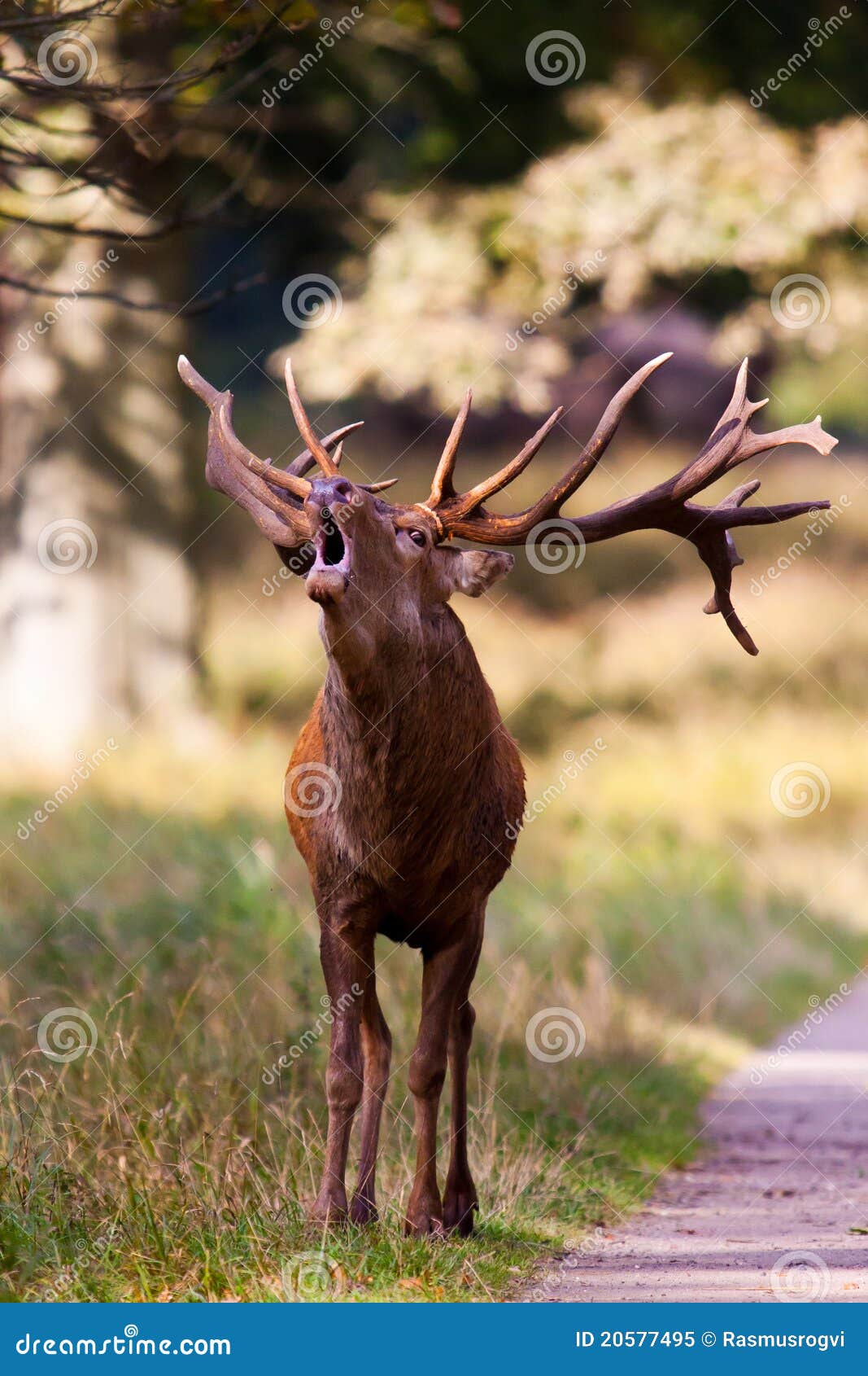 Young stag roaring stock image. Image of young, dyrehaven - 20577495