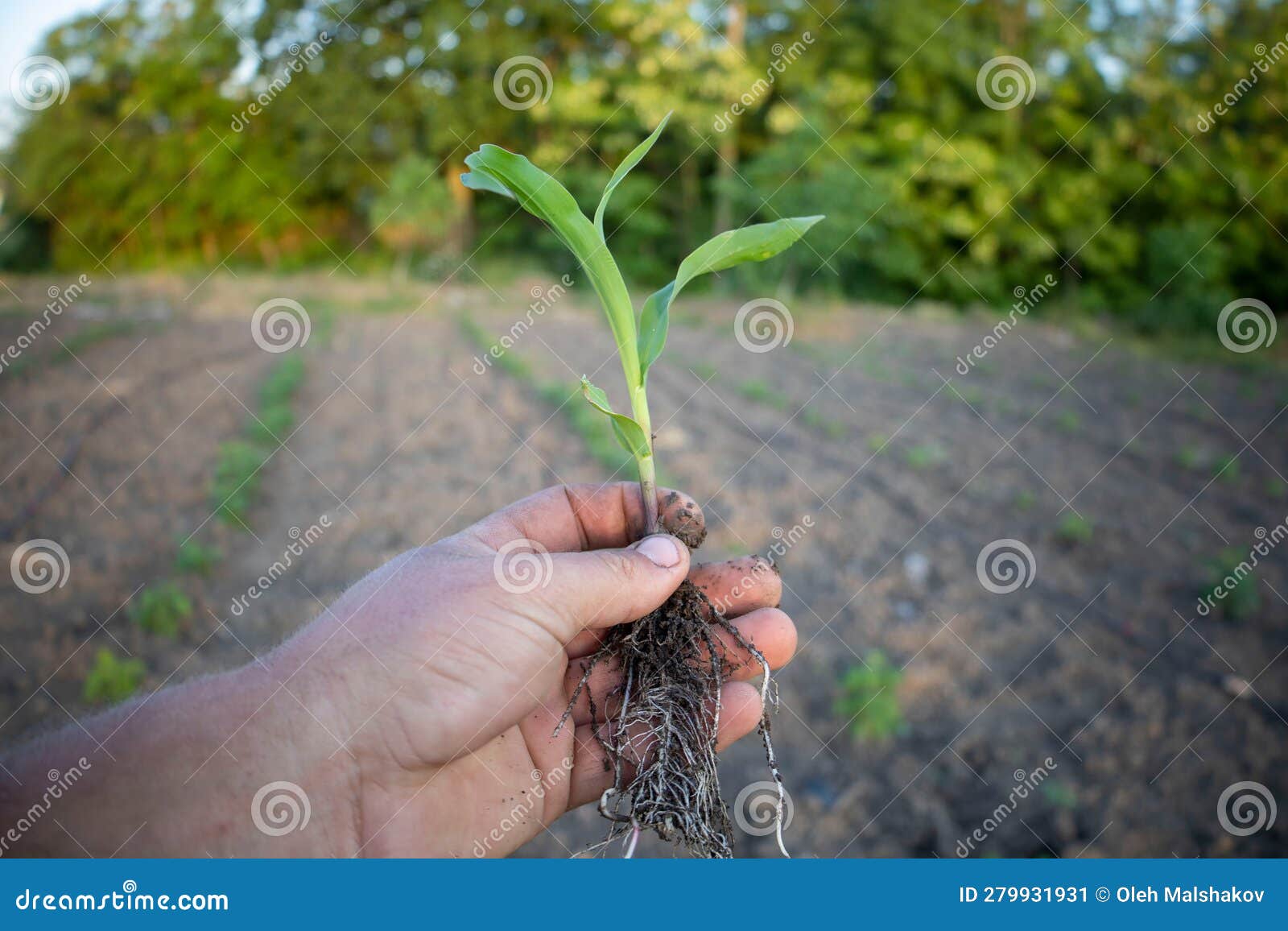 Young Stalk of Corn with Roots in Hand. Stock Image - Image of ...