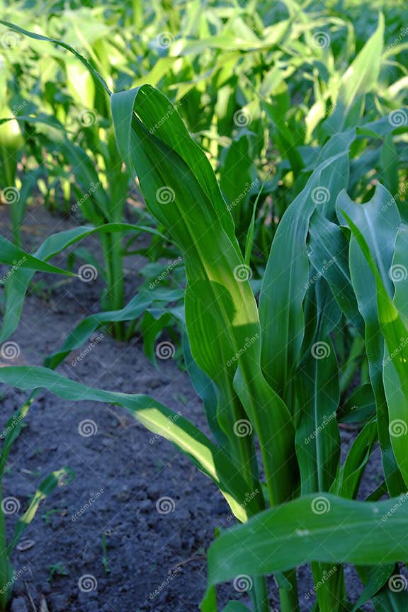 Young Stalks of Corn Grow on the Field Stock Image - Image of food ...