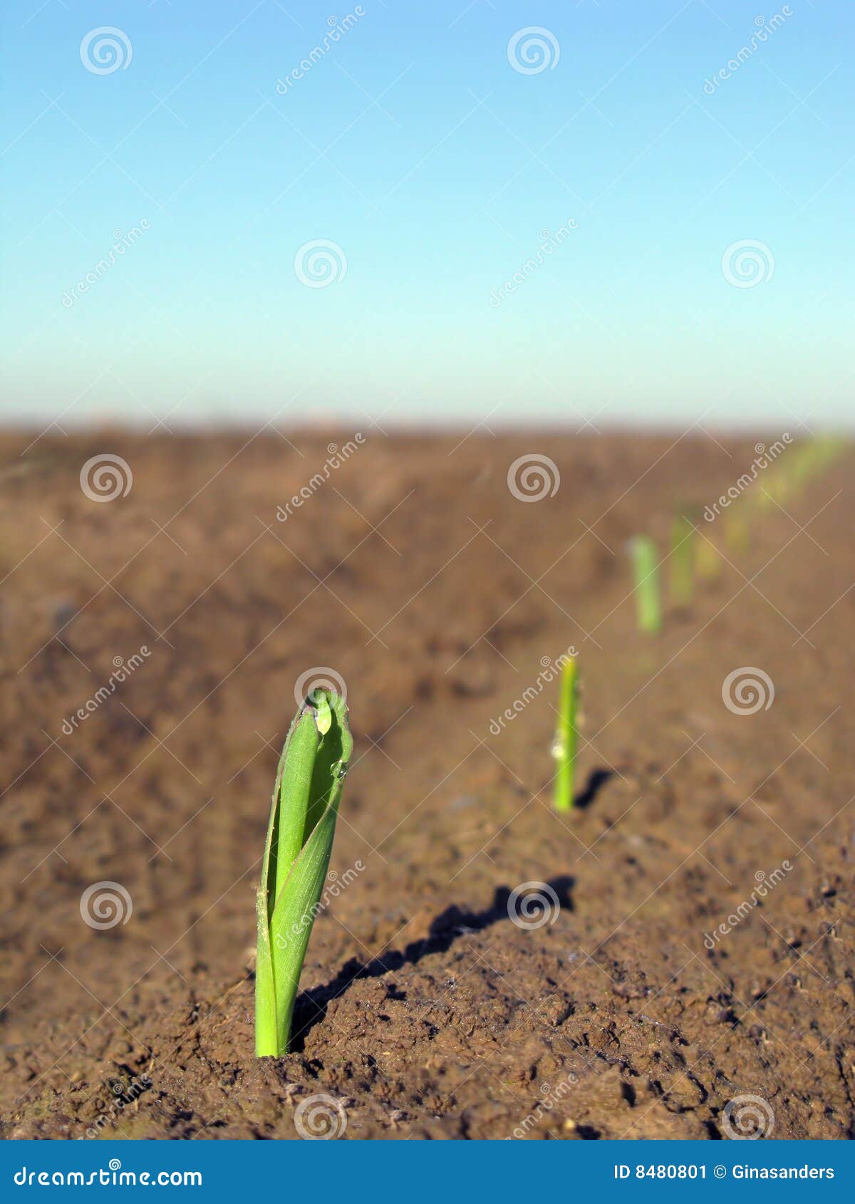 Young Stalks on a Farm in Close-up Stock Image - Image of breeding ...