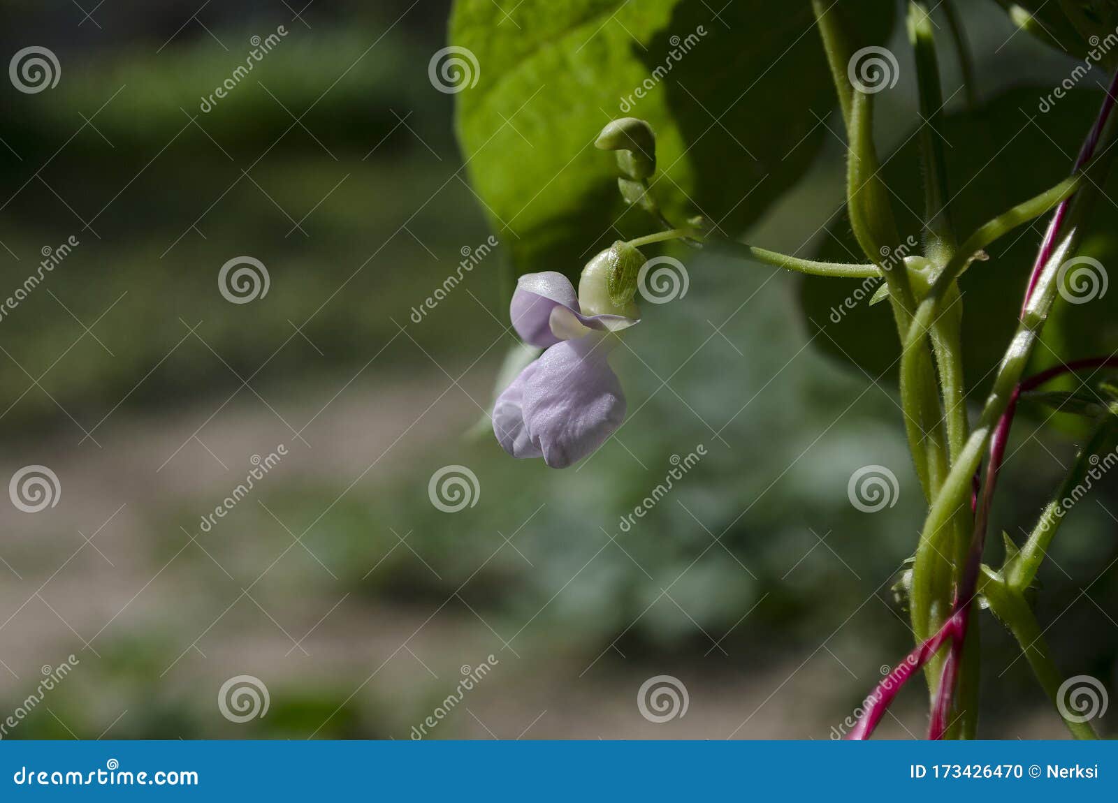 Young Stalks of a String Bean Stock Photo - Image of harvest ...