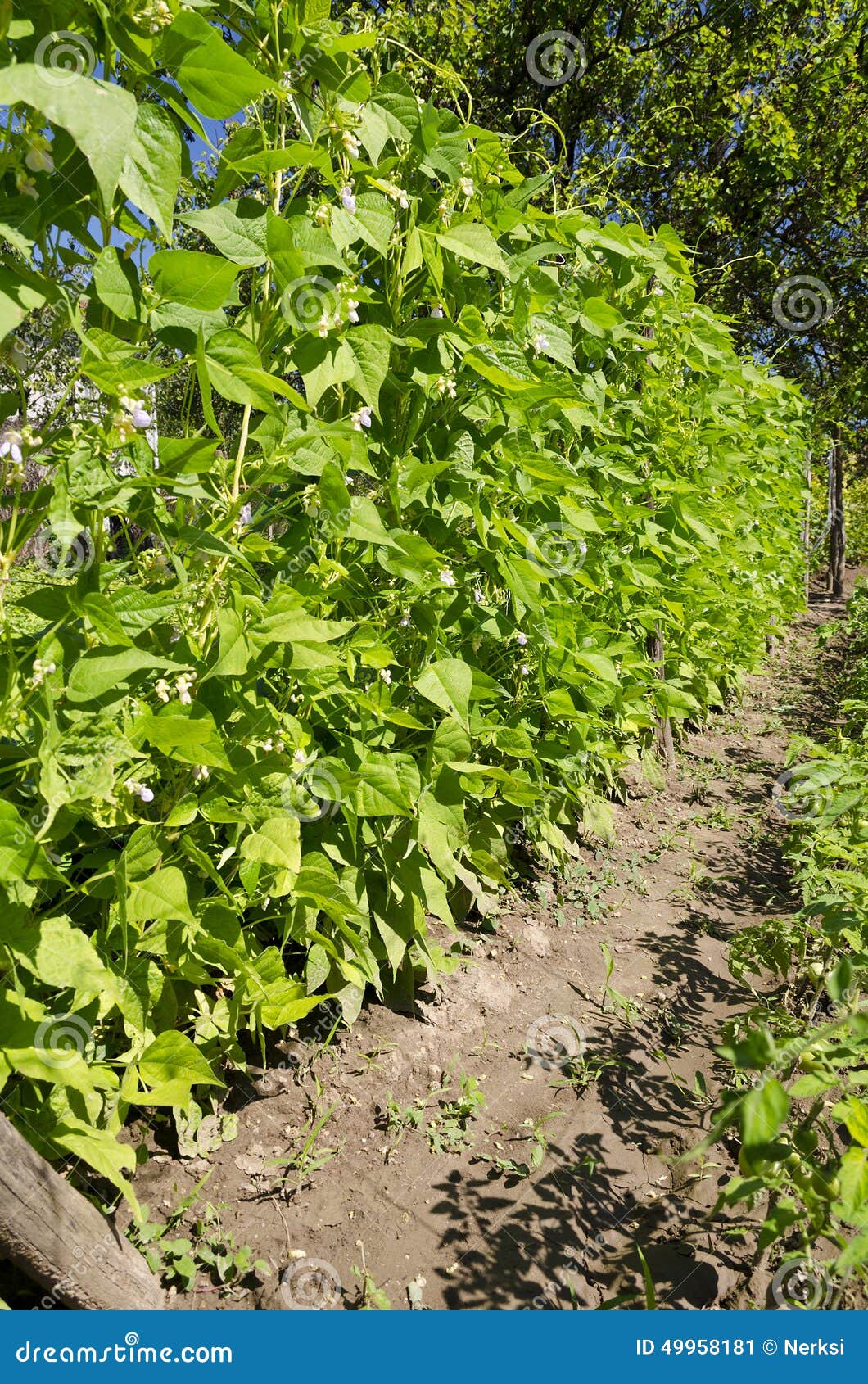 Young Stalks of a String Bean Stock Image - Image of vegetables, bean ...