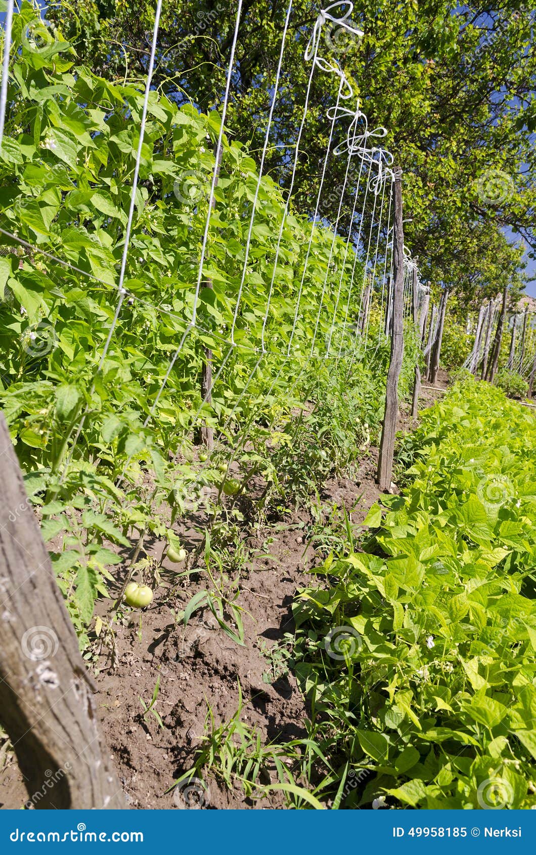 Young Stalks of a String Bean Stock Image - Image of gardening ...