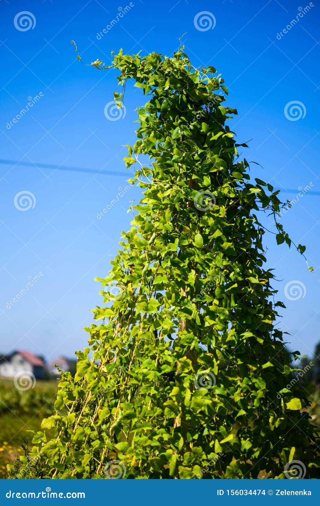 Young Stalks of a String Bean on Poles Stock Photo - Image of garden ...
