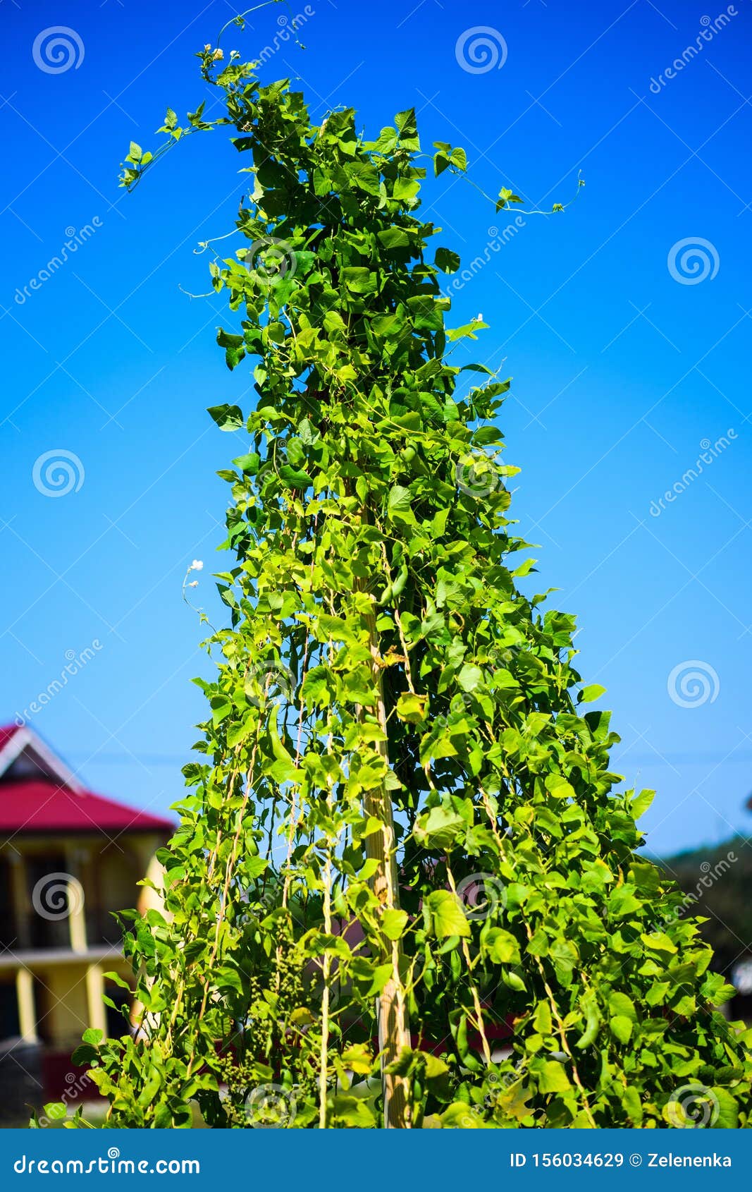 Young Stalks of a String Bean on Poles on the Background of Blue Sky ...