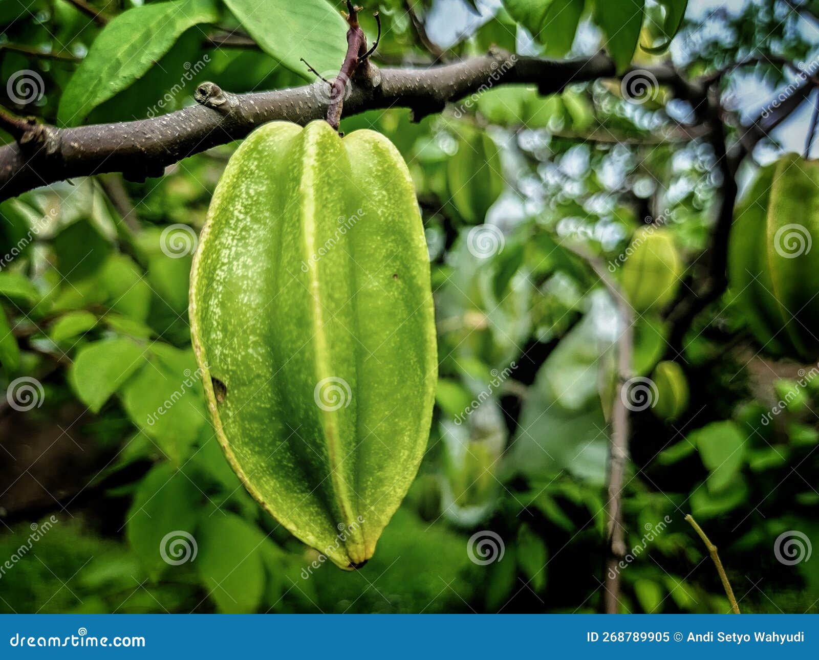 Young Starfruit is Green in Color Stock Image - Image of yellow ...