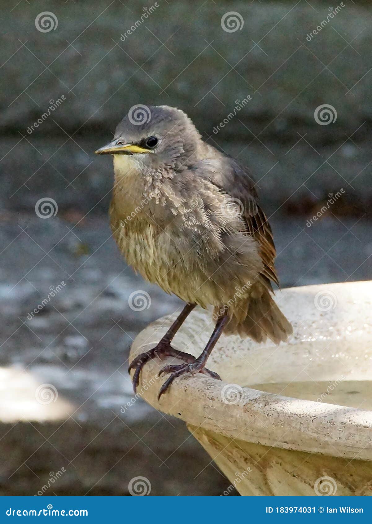 Young Starling on a Birdbath Stock Image - Image of baby, young: 183974031