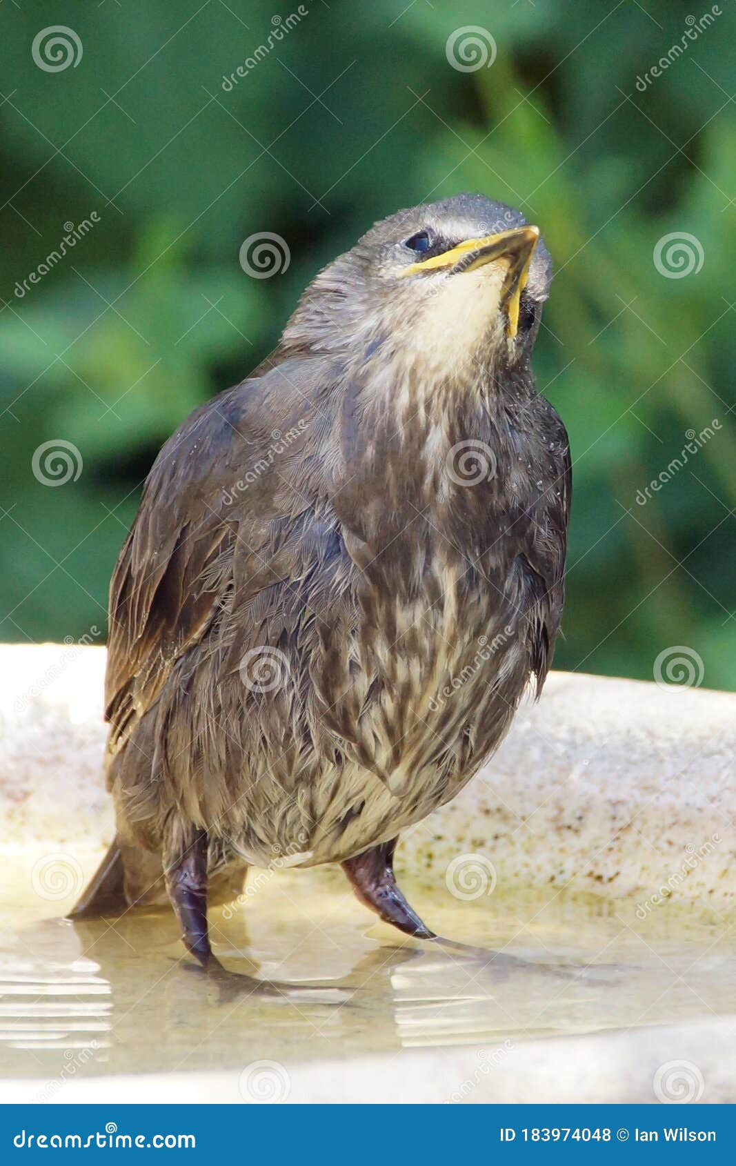 Young Starling on a Birdbath Stock Photo - Image of pinfoldphotos ...