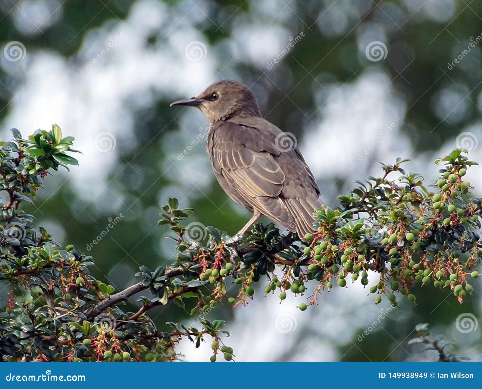 Young starling on a branch stock image. Image of fledged - 149938949