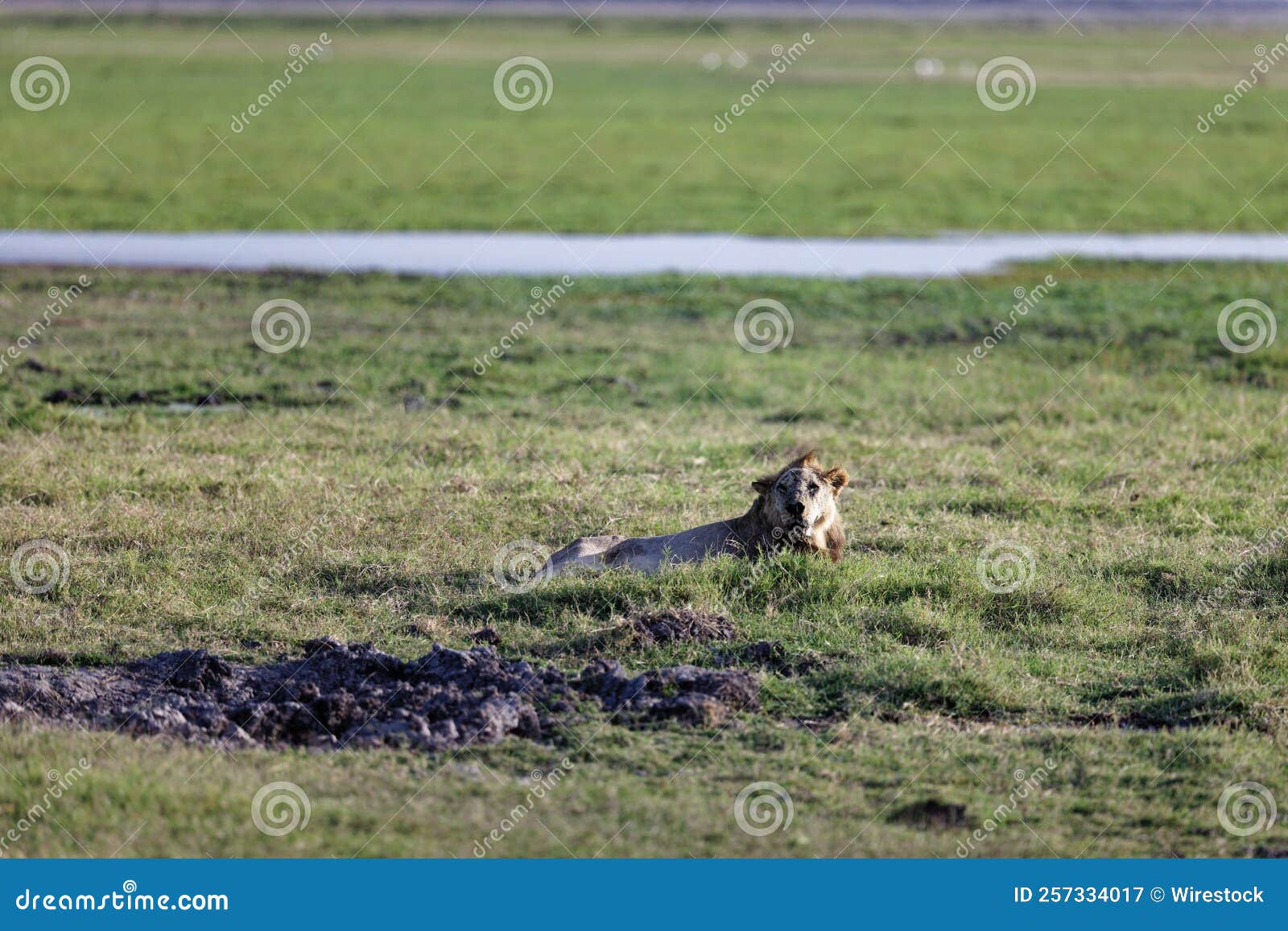 Young Starving Male Lion Resting in the Grass in a Field Stock Image ...