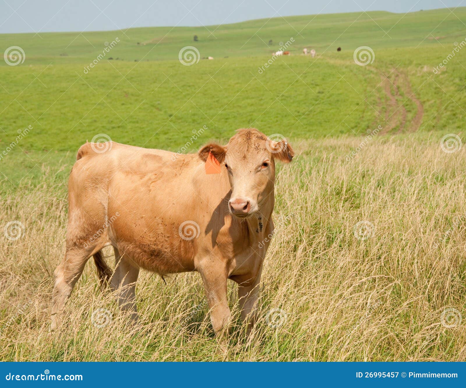 San Antonio Market Steer Show | TexAgs