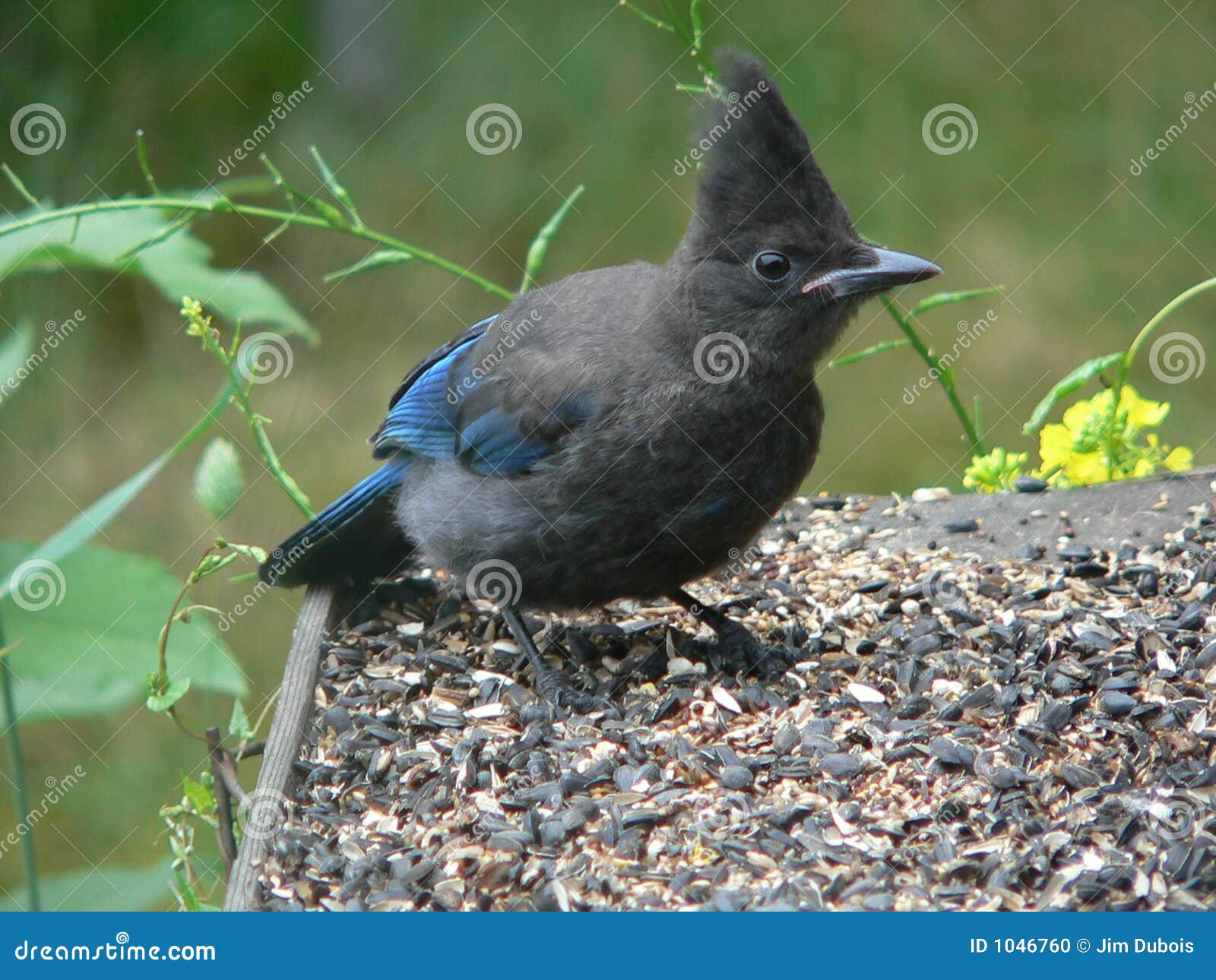 Young Stellar s Jay stock photo. Image of flying, beak - 1046760