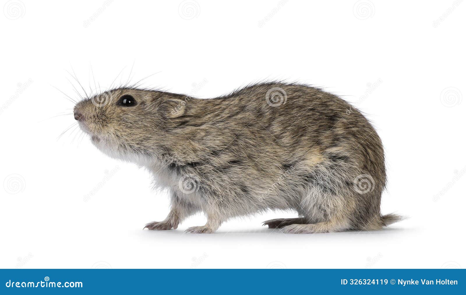 Steppe Vole on White Background Stock Image - Image of flat, furry ...