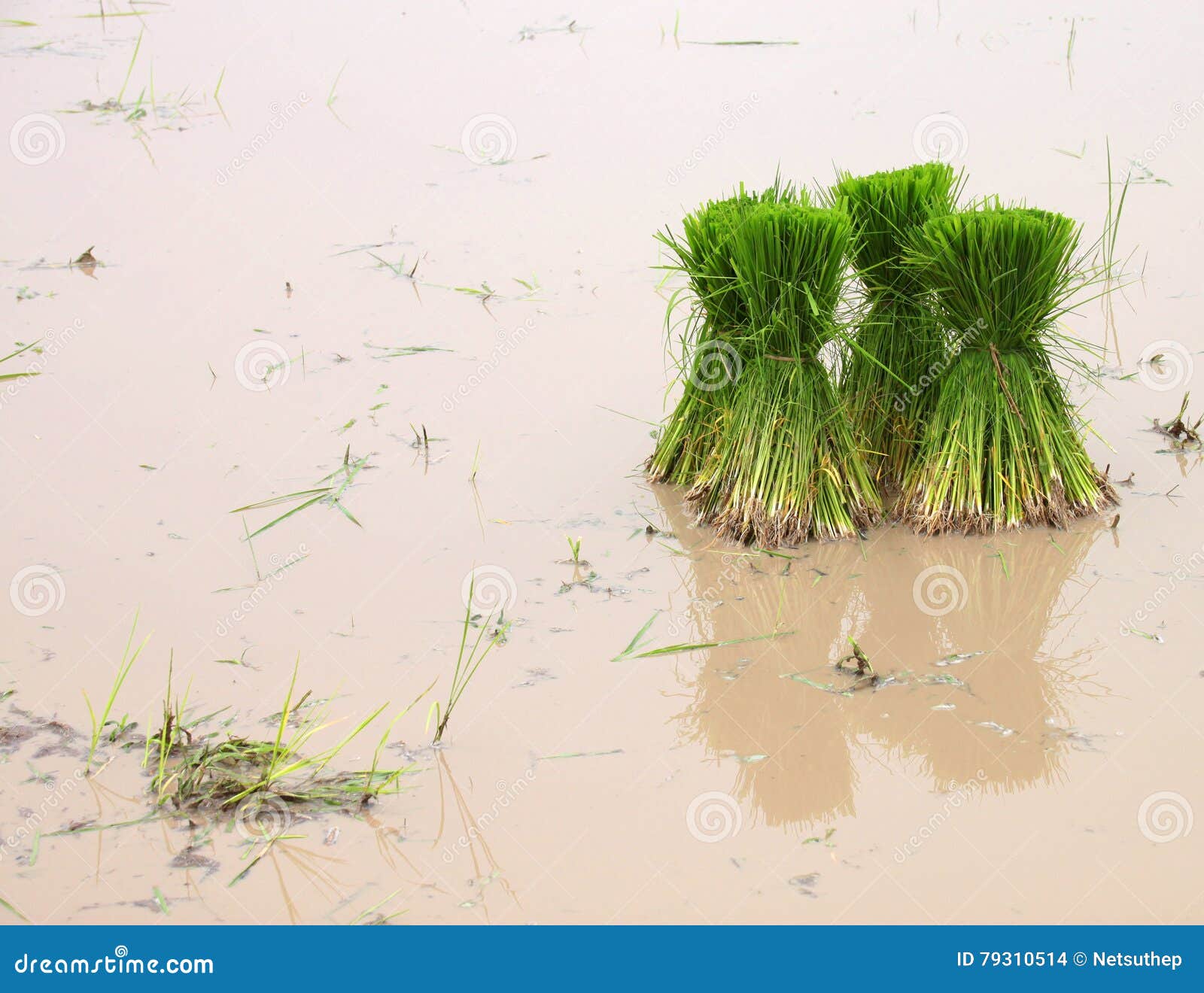 Young sticky rice stock photo. Image of nature, rice - 79310514