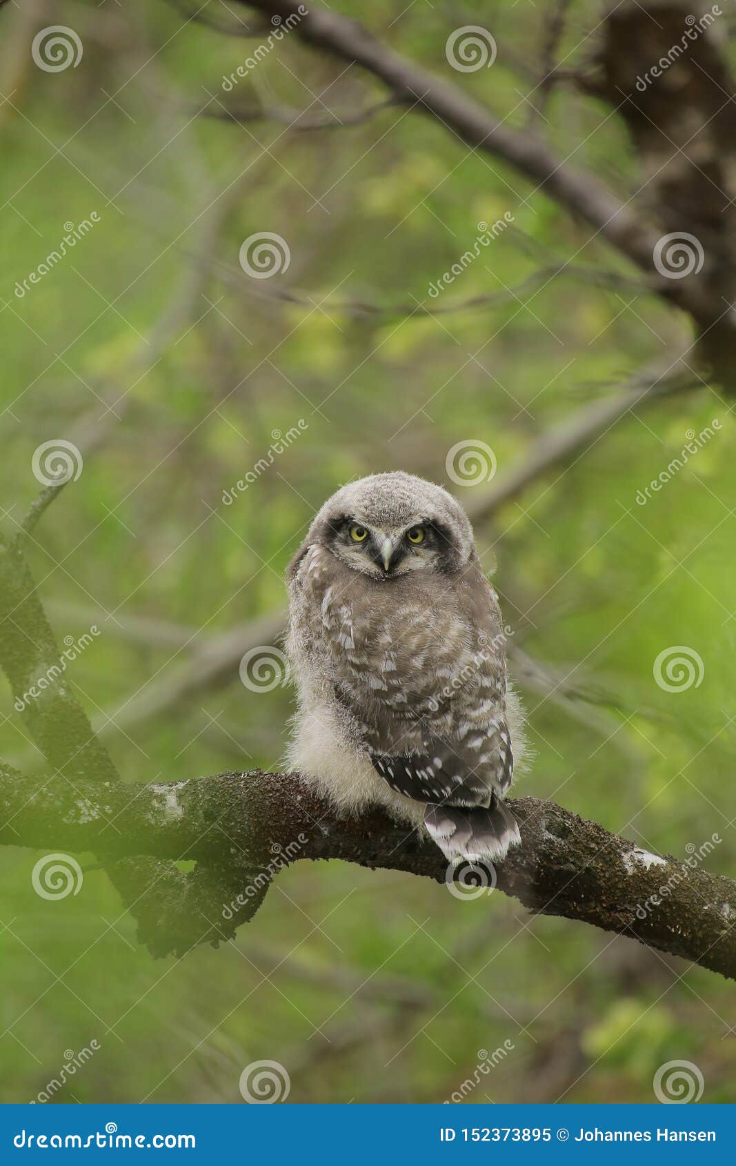 Young and Still Flightless Northern Hawk-Owl (Surnia Ulula) Stock Image ...