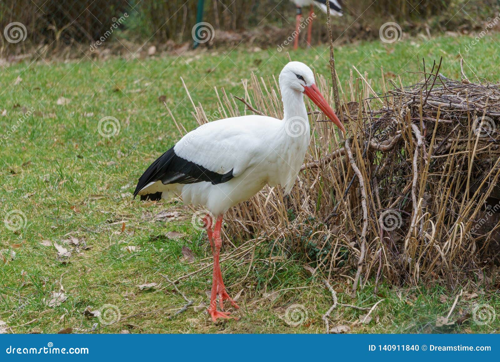 Young Stork in Front of His Home Stock Photo - Image of fauna, nature ...