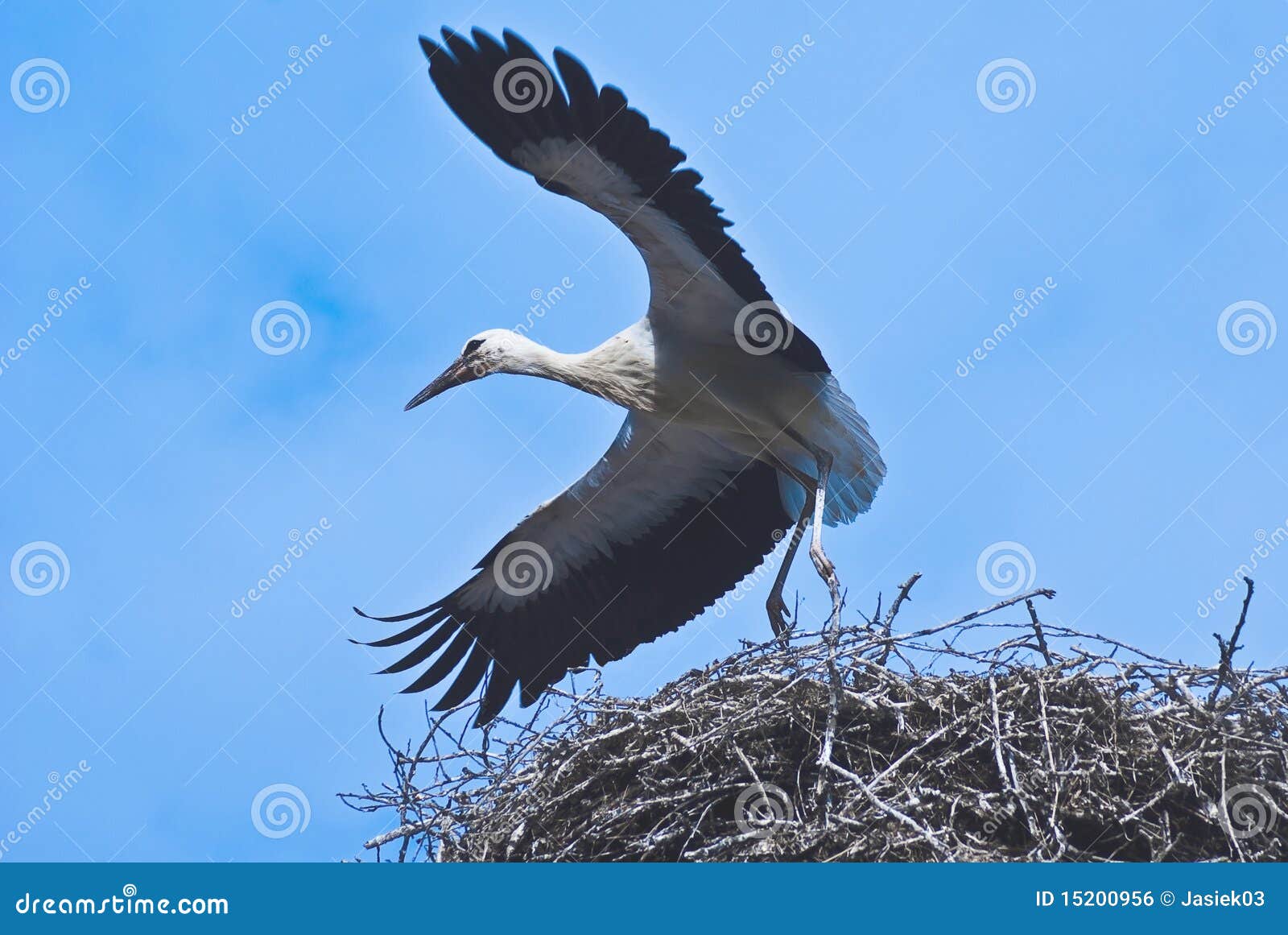 Young stork stock photo. Image of bird, rural, lonely - 15200956