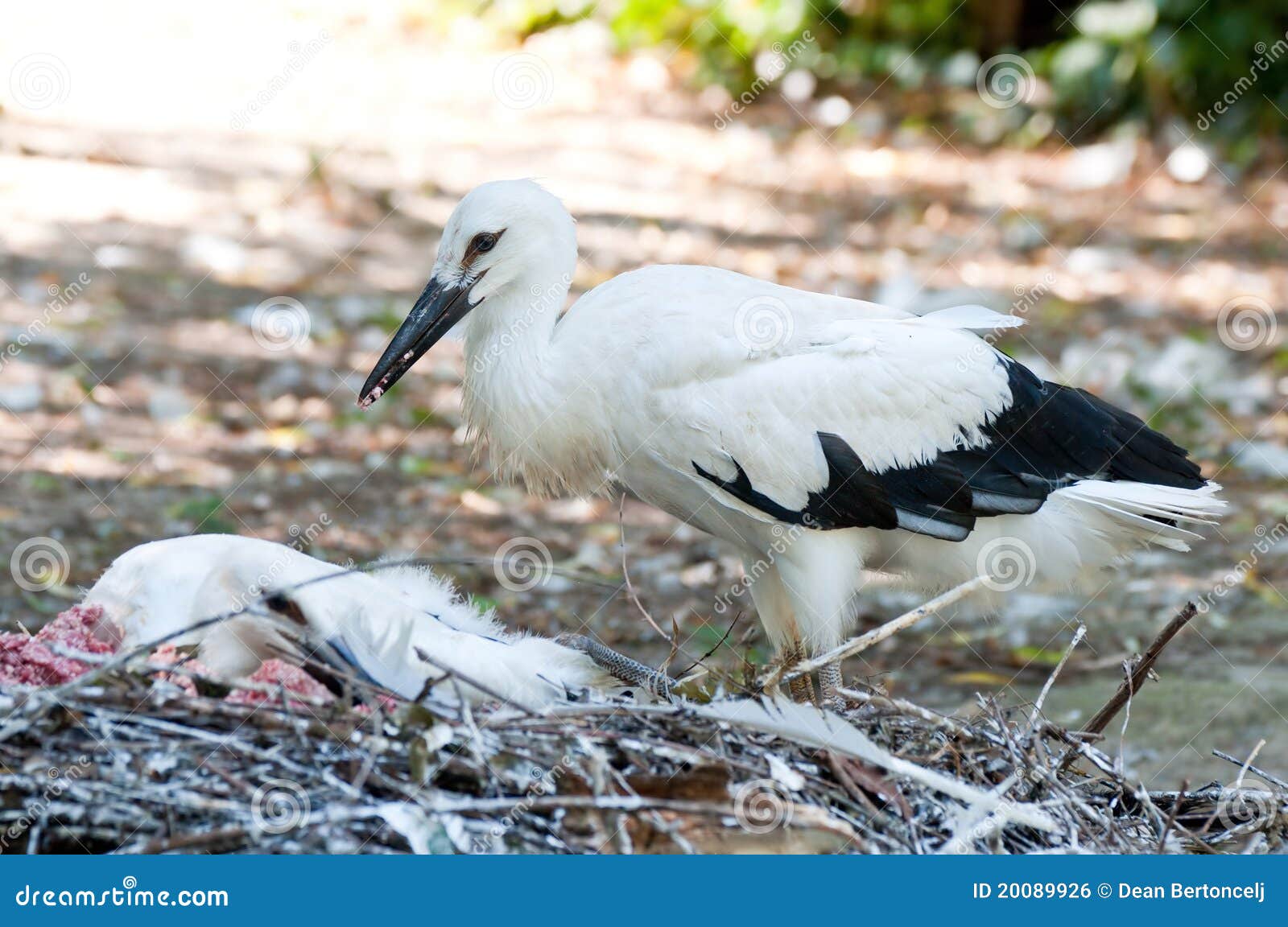 Young stork stock photo. Image of bird, nature, baby - 20089926