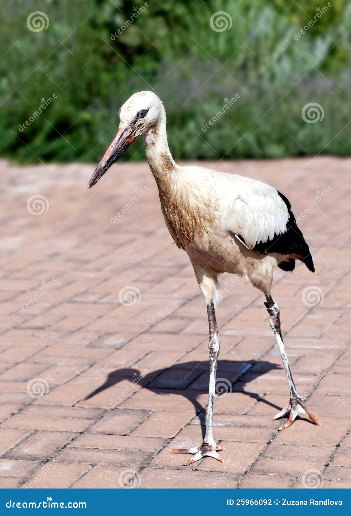 Young Stork stock photo. Image of stork, elegant, park - 25966092