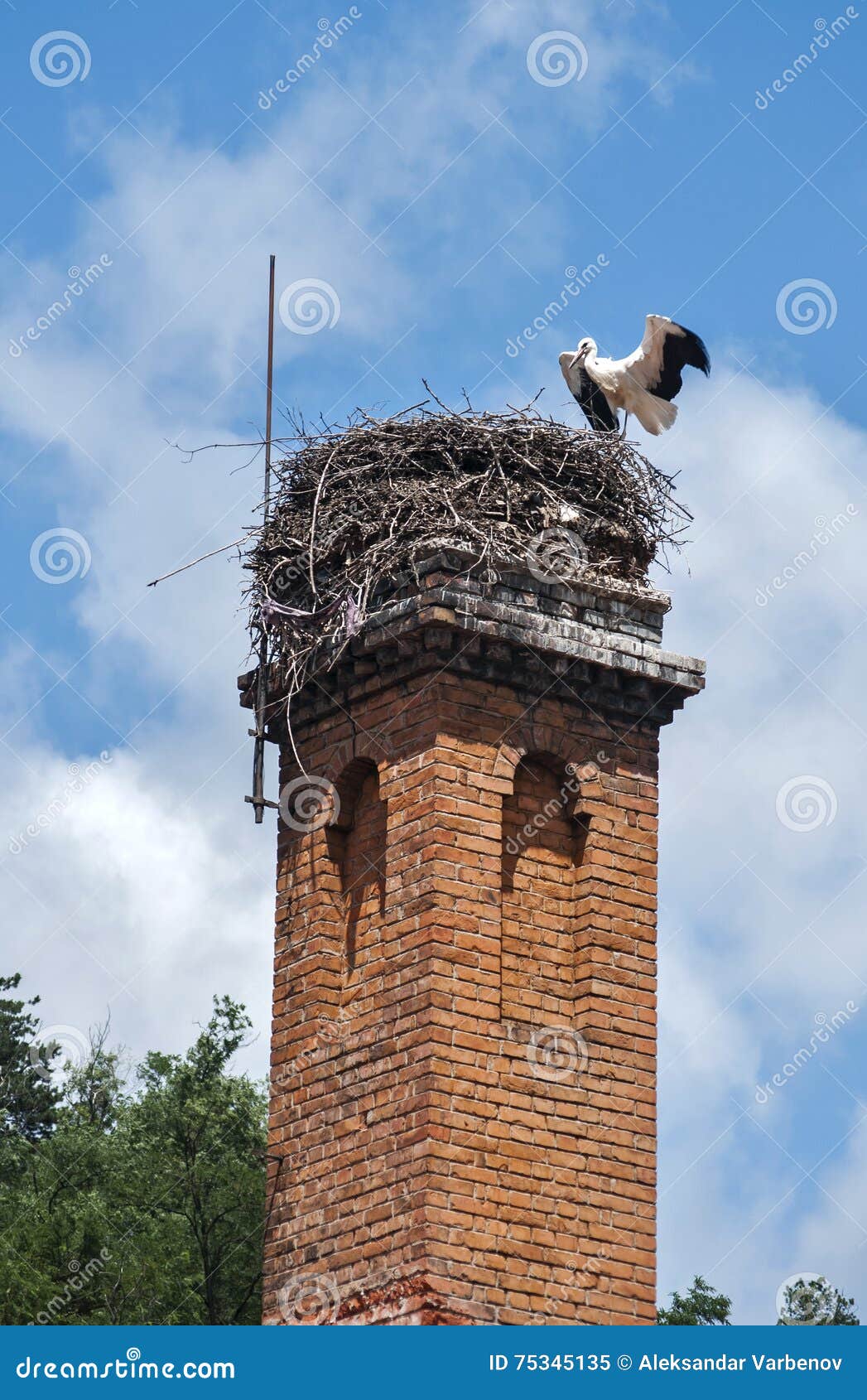 Young stork in nest stock image. Image of background - 75345135