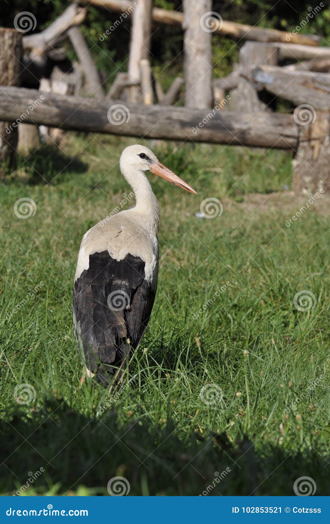 Young Stork Bird With Its Mother In A Large Nest Stock Photography ...