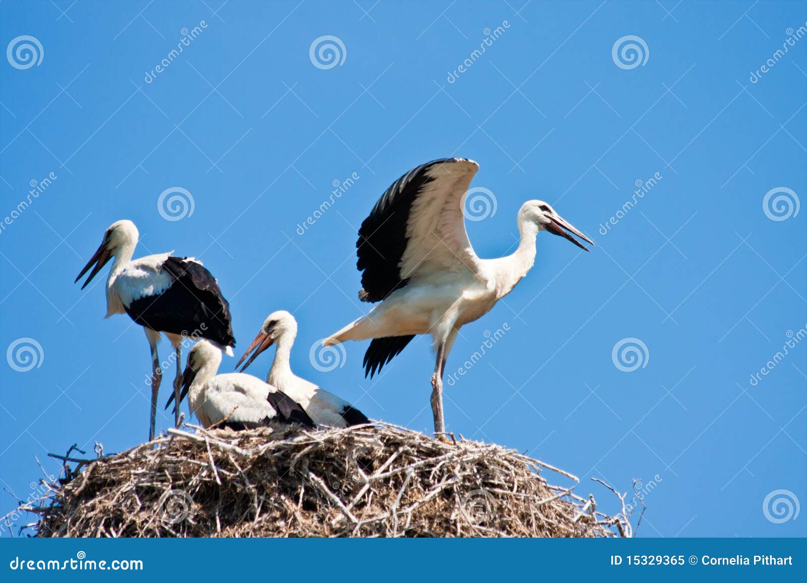Young storks stock image. Image of standing, birds, space - 15329365