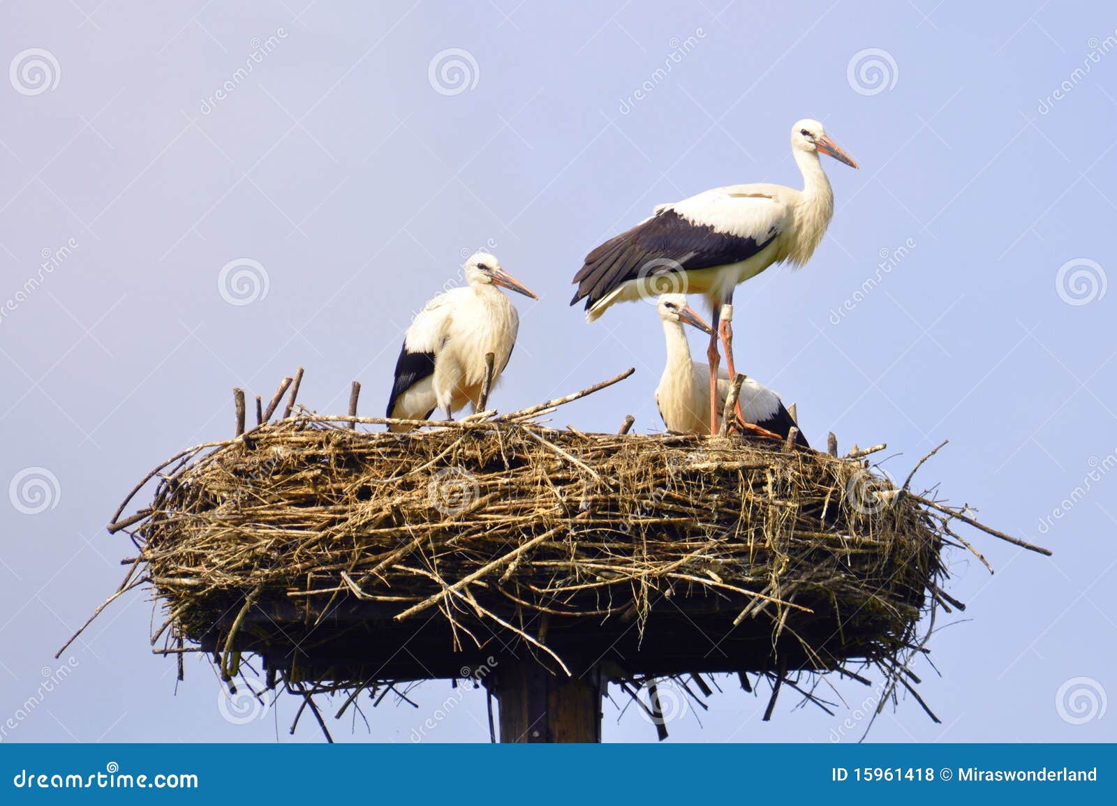 Young Storks stock photo. Image of holland, birds, bird - 15961418